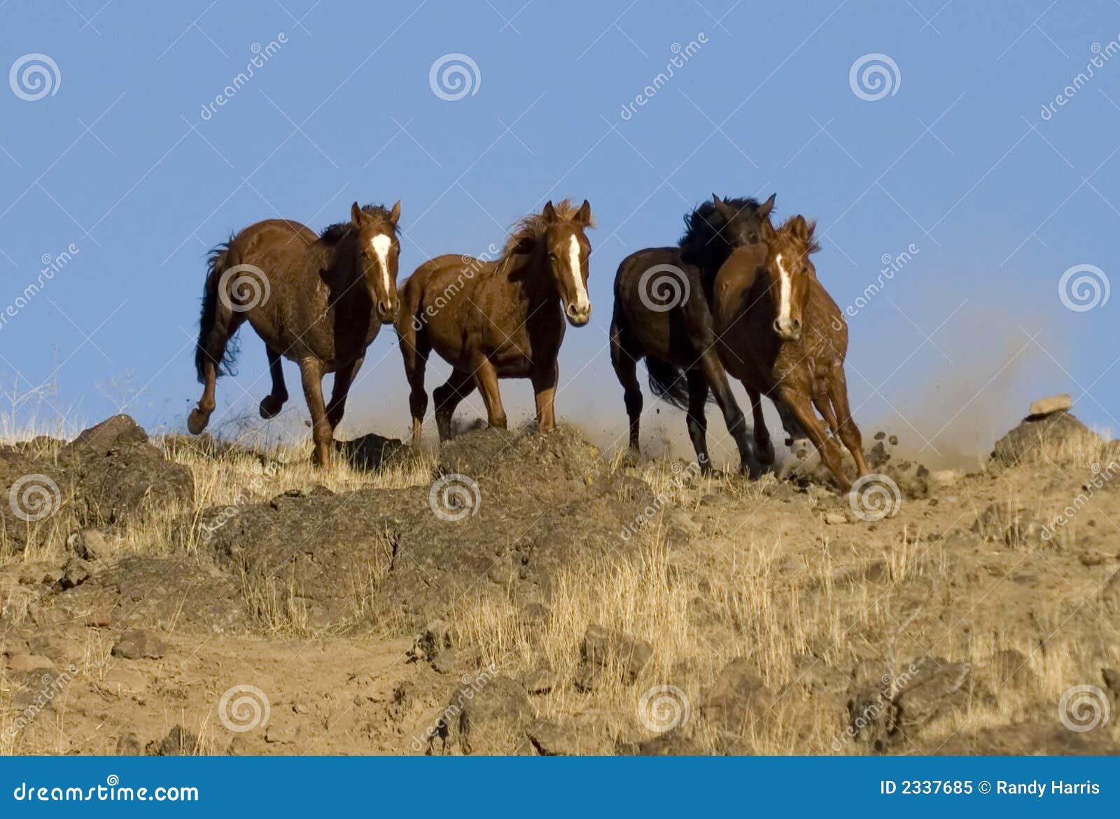 Het lopen van wild paarden stock afbeelding. Image of macht - 2337685