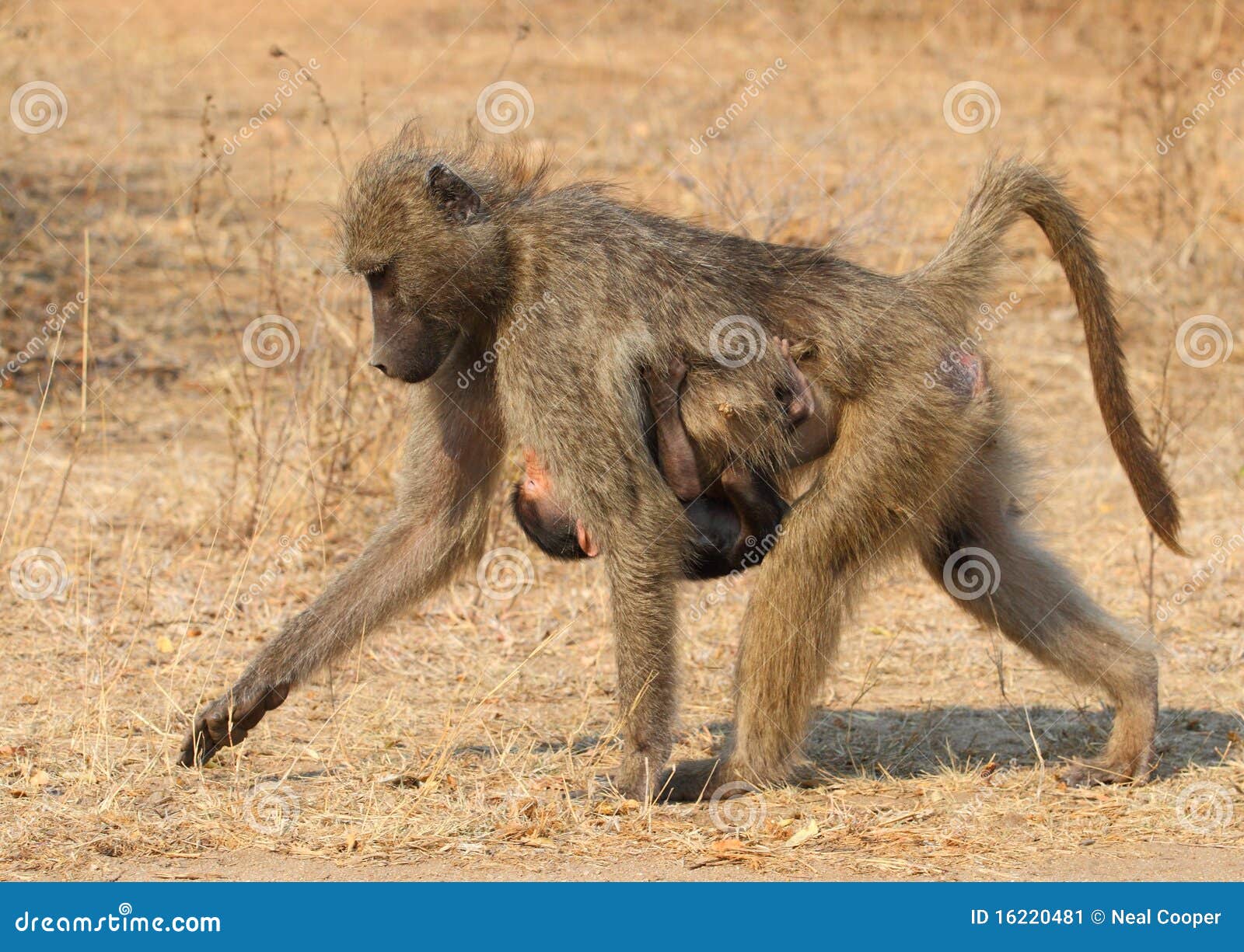 Het Mamma Van De Baviaan Van Chacma Stock Afbeelding - Image of ogen ...