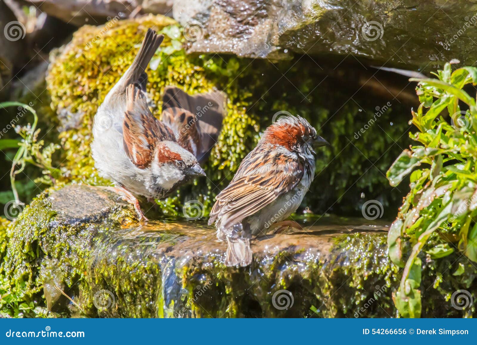 Het Mannelijke Huismussen Feuding Stock Foto - Image of mooi, maas ...