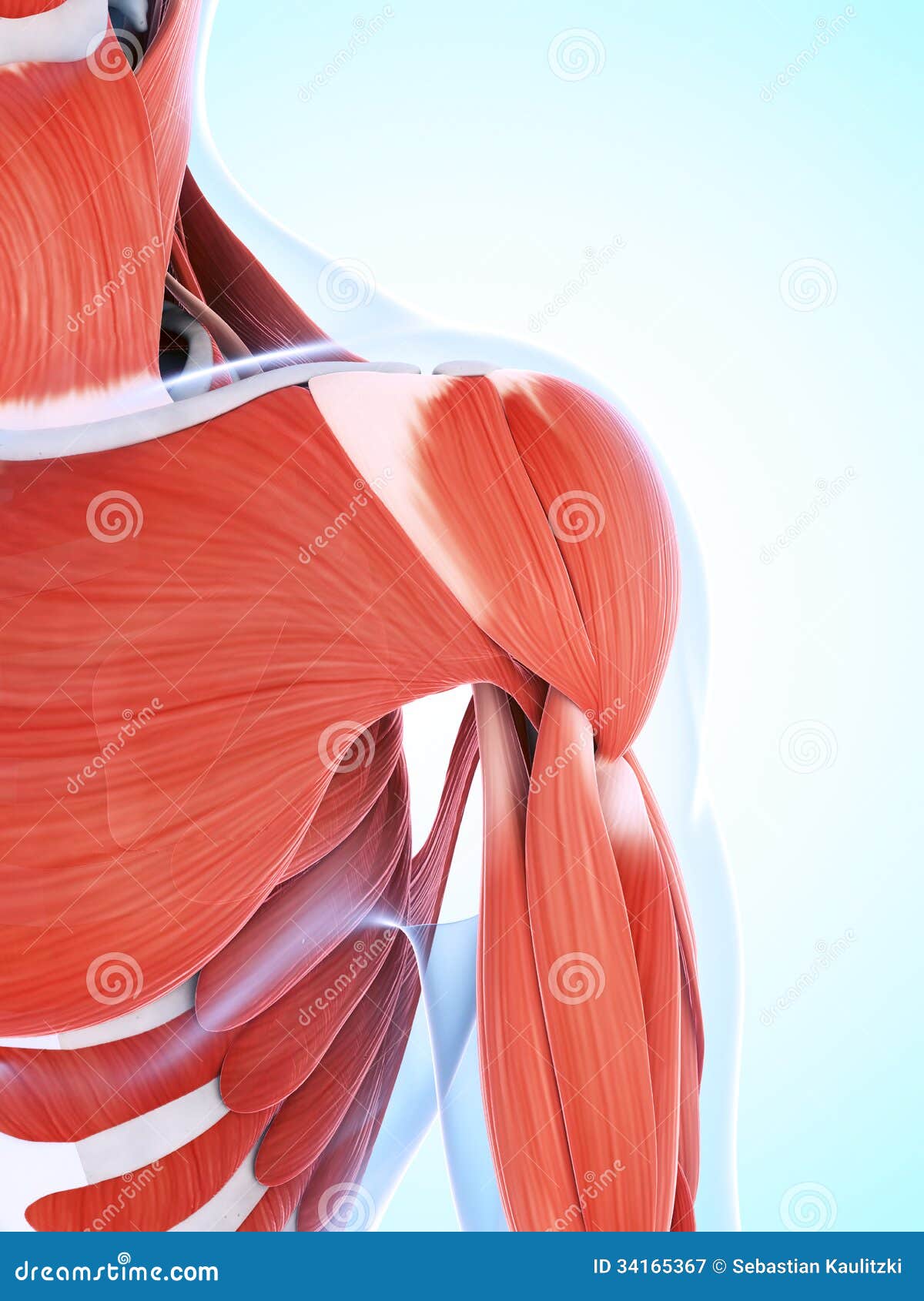 Het Mannelijke Spierstelsel Stock Illustratie - Illustration of vezel ...