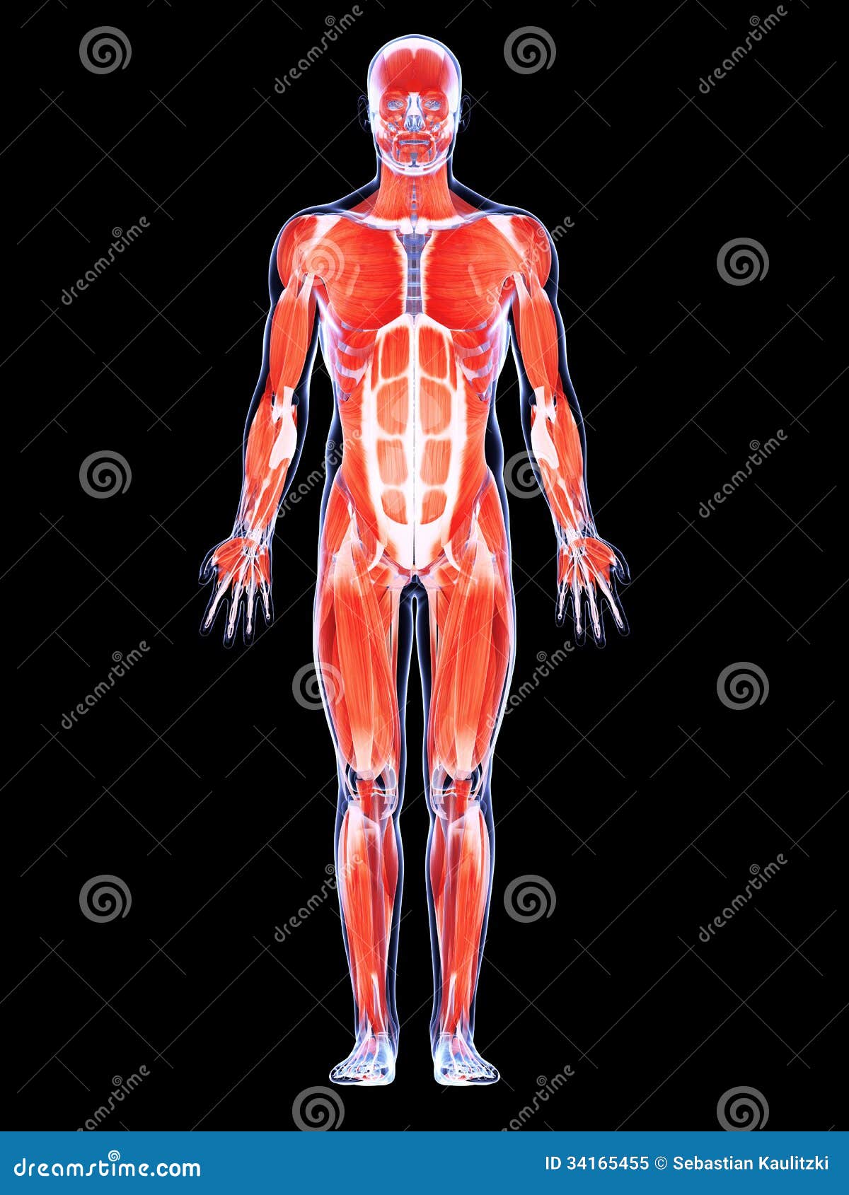 Het Mannelijke Spierstelsel Stock Illustratie - Illustration of ...