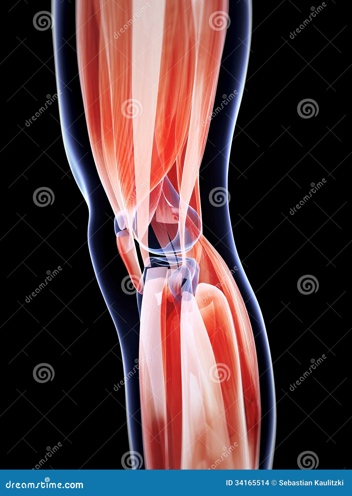 Het Mannelijke Spierstelsel Stock Illustratie - Illustratie bestaande ...