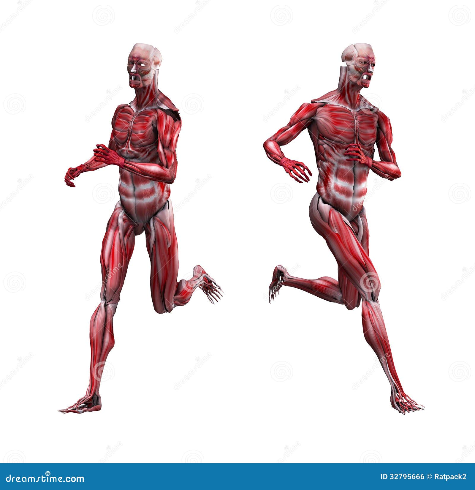 Het Mannelijke Spierstelsel Lopen Stock Illustratie - Illustration of ...