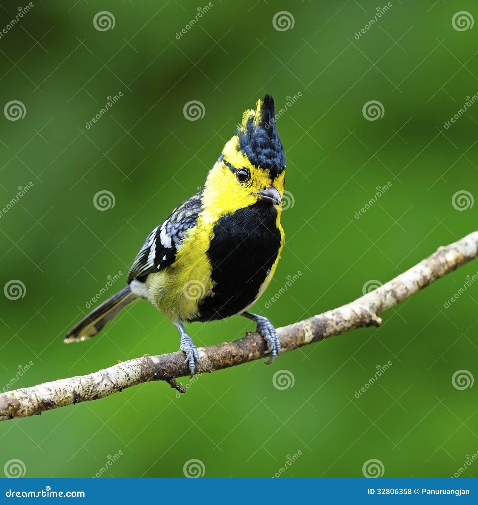 Het Mannetje Geel-Cheeked Mees Stock Foto - Image of seizoen, grijs ...