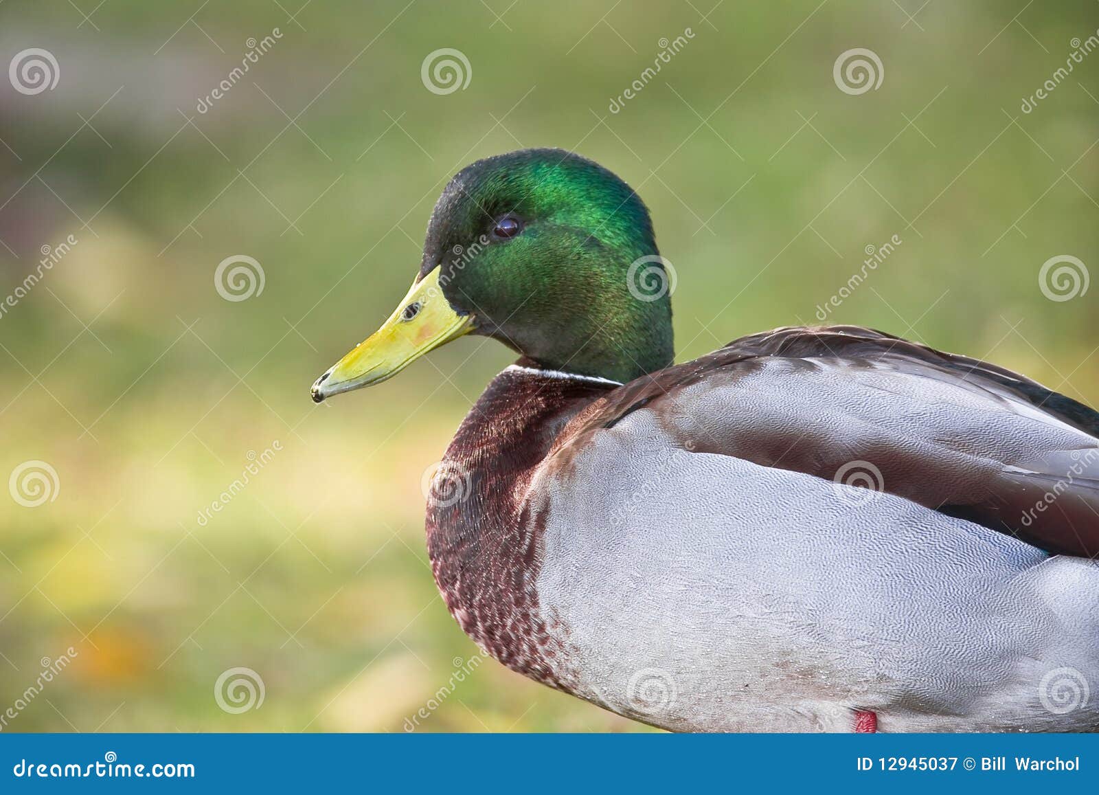Het Mannetje Van De Eend Van De Wilde Eend Stock Afbeelding - Image of ...