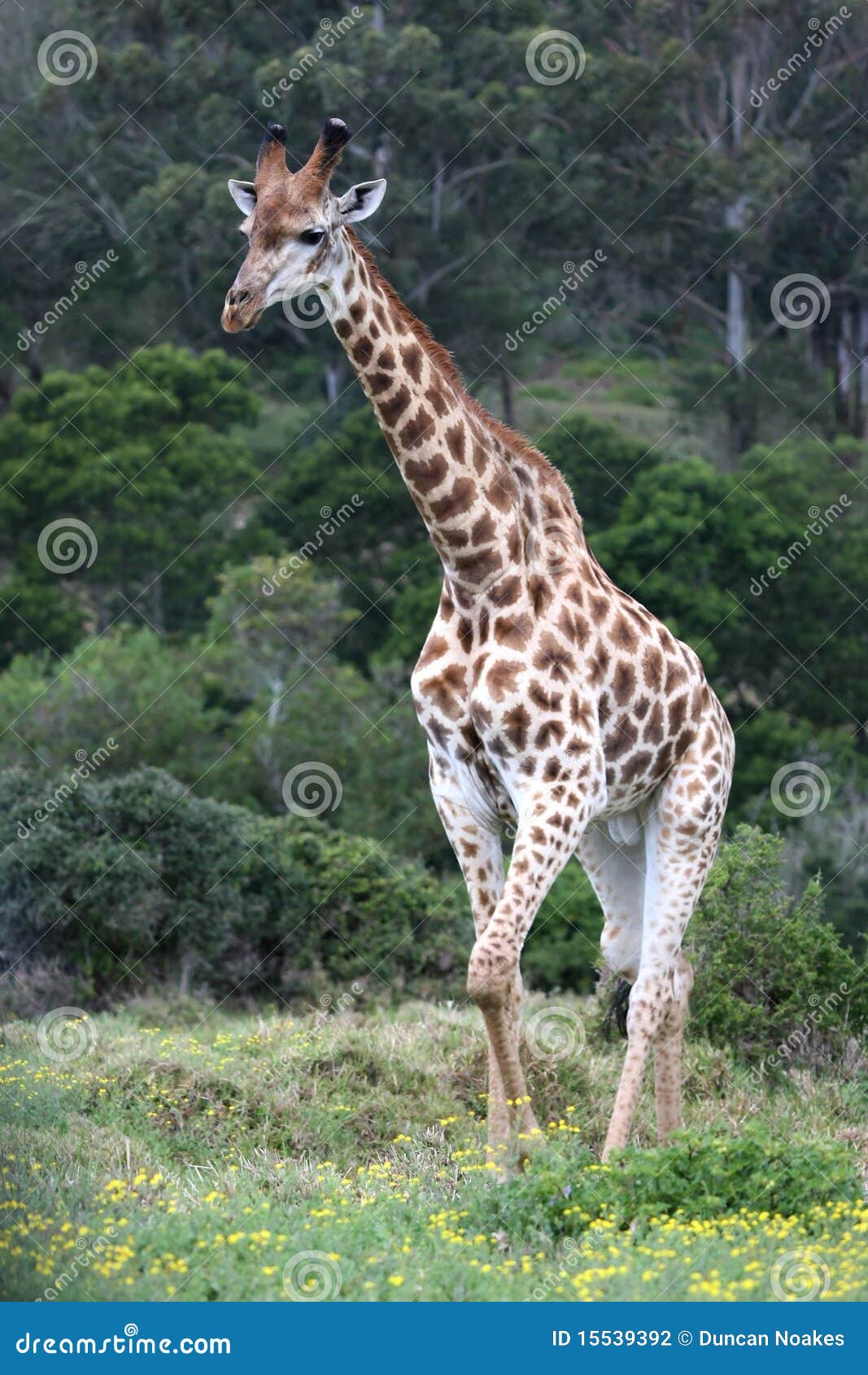 Het Mannetje van de giraf stock foto. Image of wild, zoogdier - 15539392