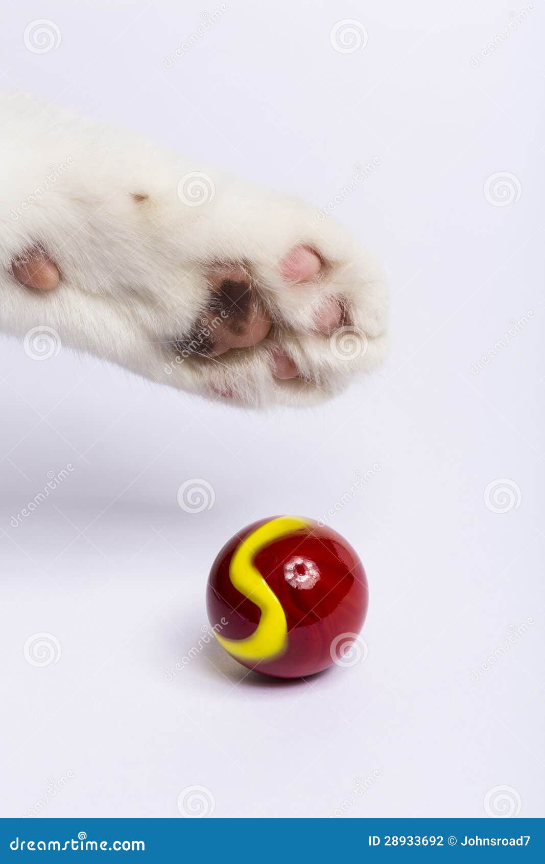 Het Marmer Van De Poot Van De Kat Stock Foto - Image of geel, cirkel ...