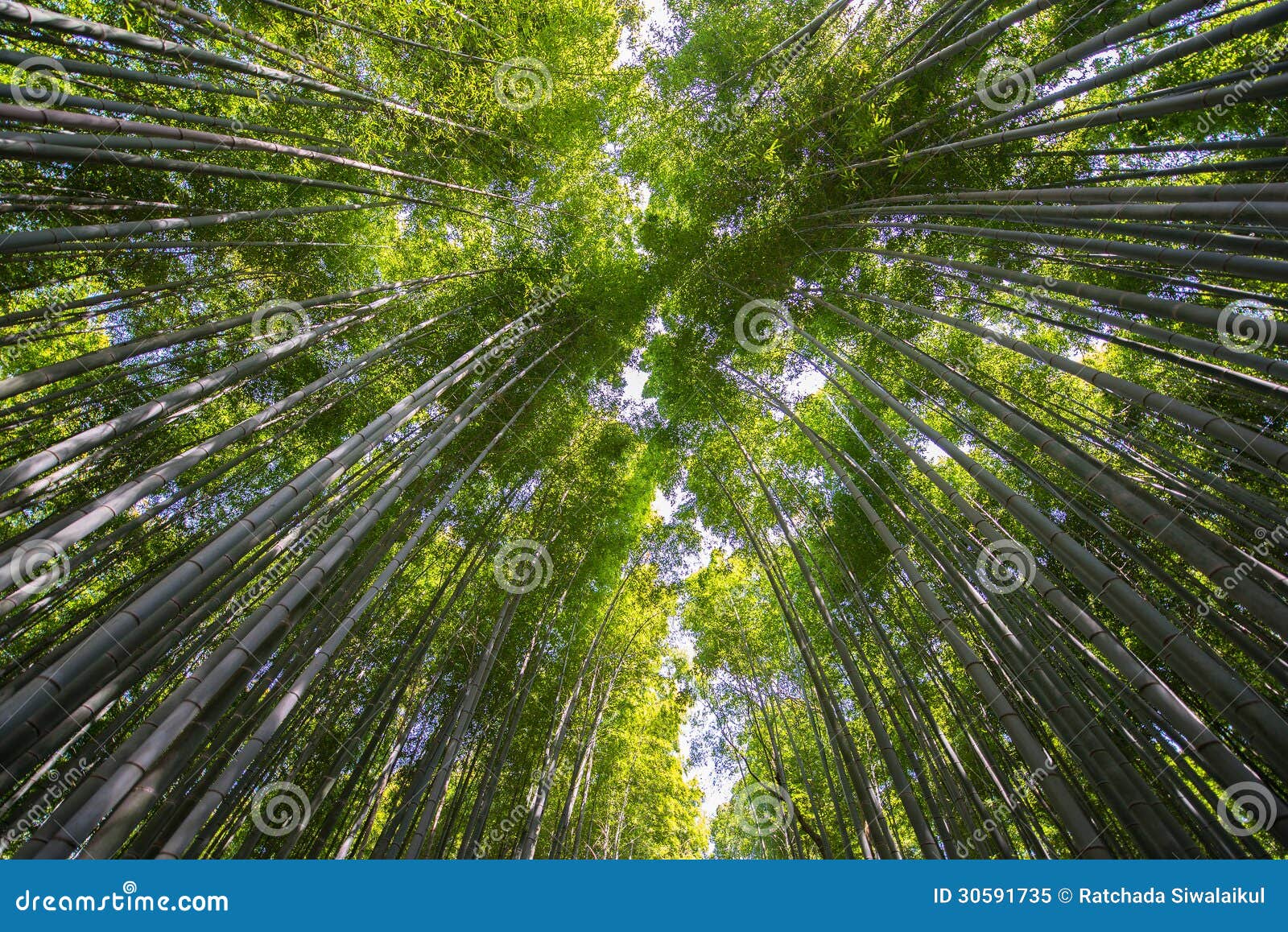 Het meest forrest bamboe stock afbeelding. Image of boom - 30591735