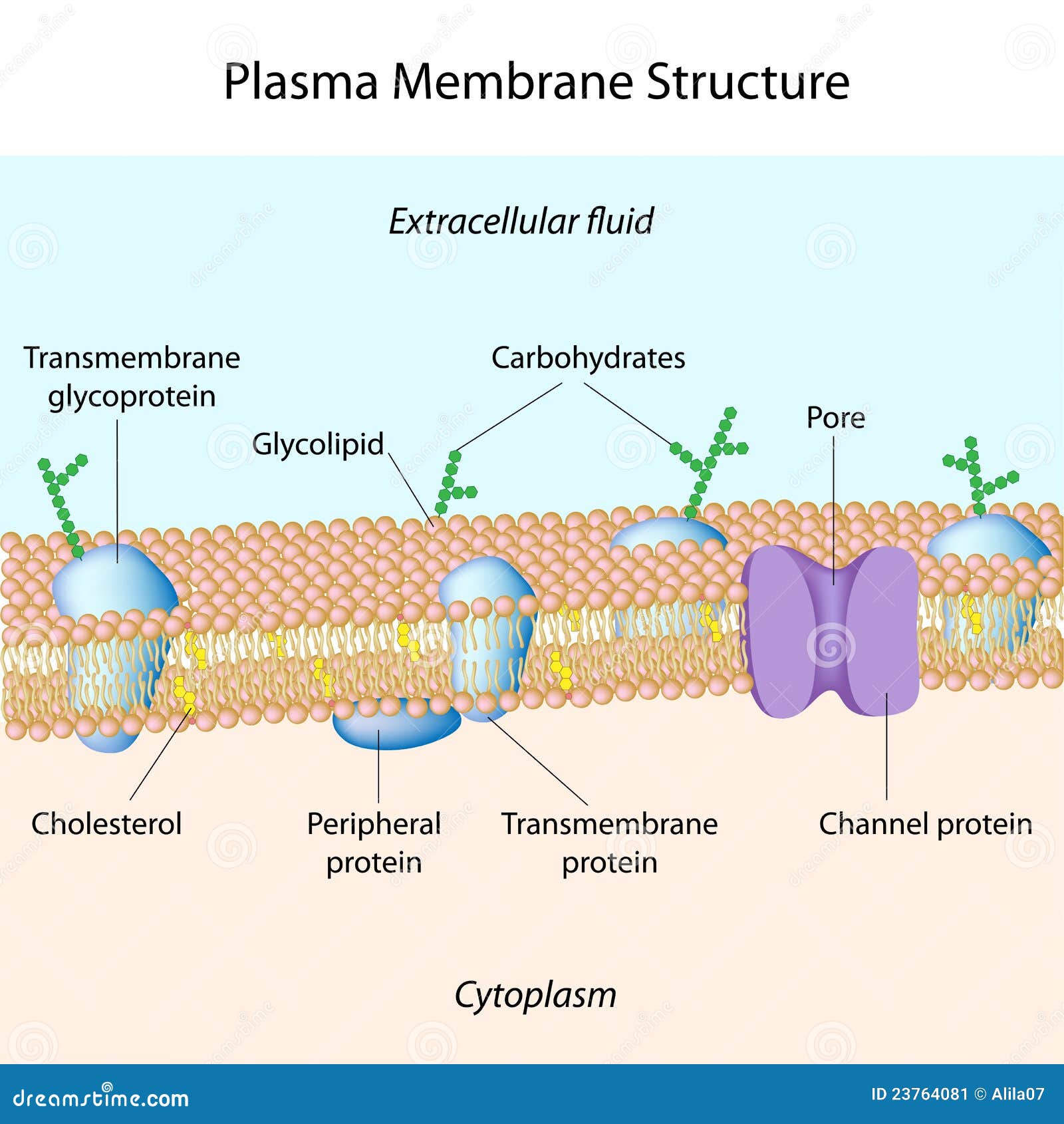 Het Membraan Van Het Plasma Vector Illustratie - Illustration of ...