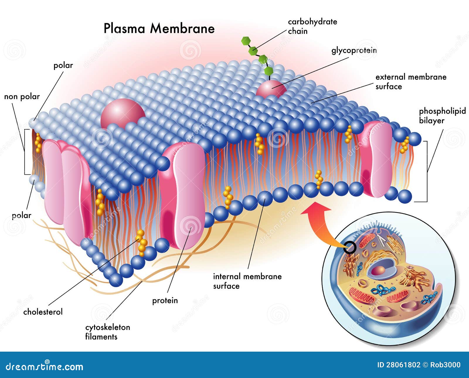 Het Membraan Van Het Plasma Vector Illustratie - Illustration of milieu ... Het Membraan Van Het Plasma Vector Illustratie - Illustration of milieu ...