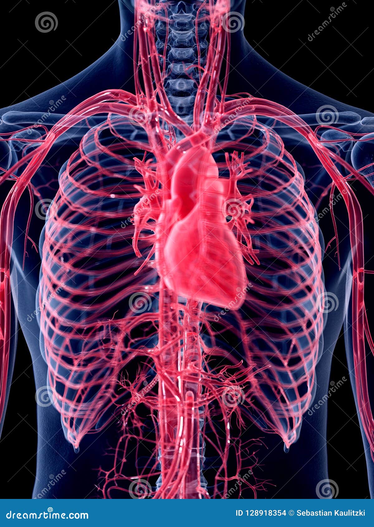 Het menselijke hart stock illustratie. Illustration of grafisch - 128918354