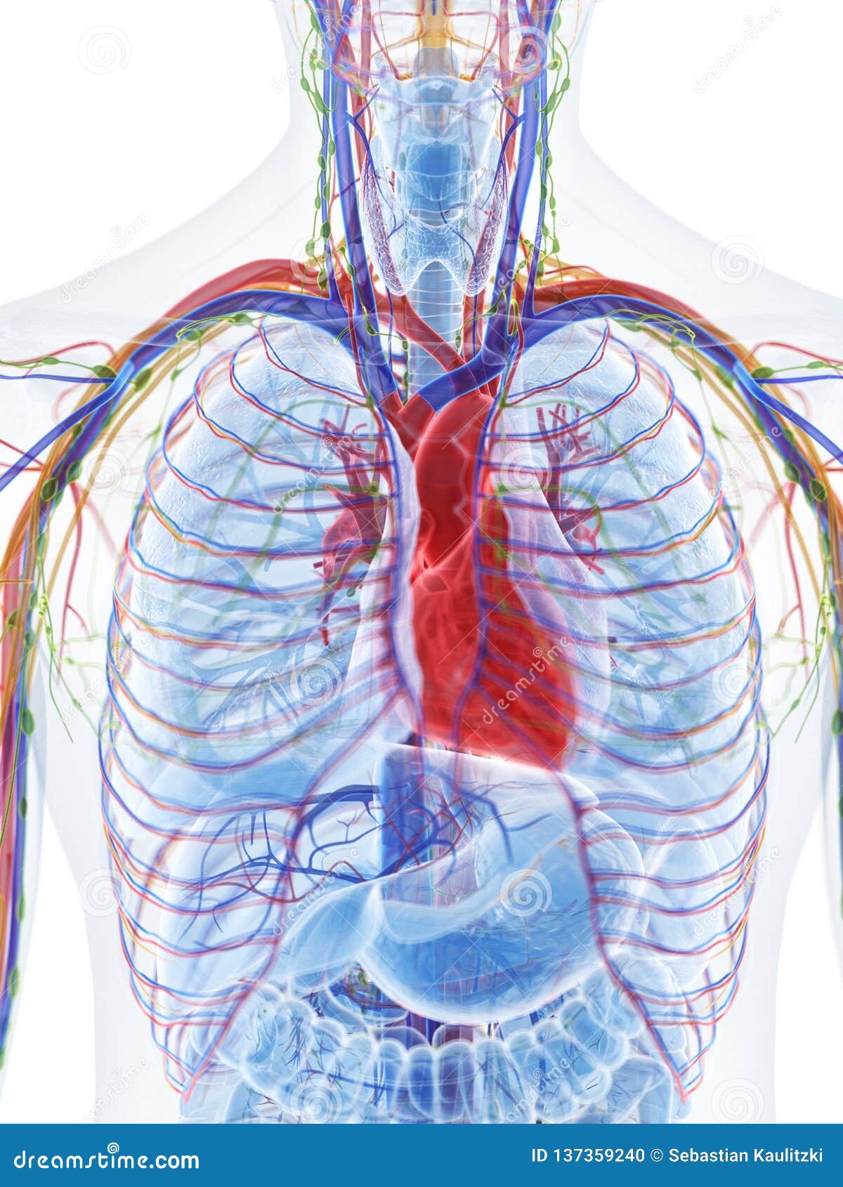 Het menselijke hart stock illustratie. Illustration of binnen - 137359240
