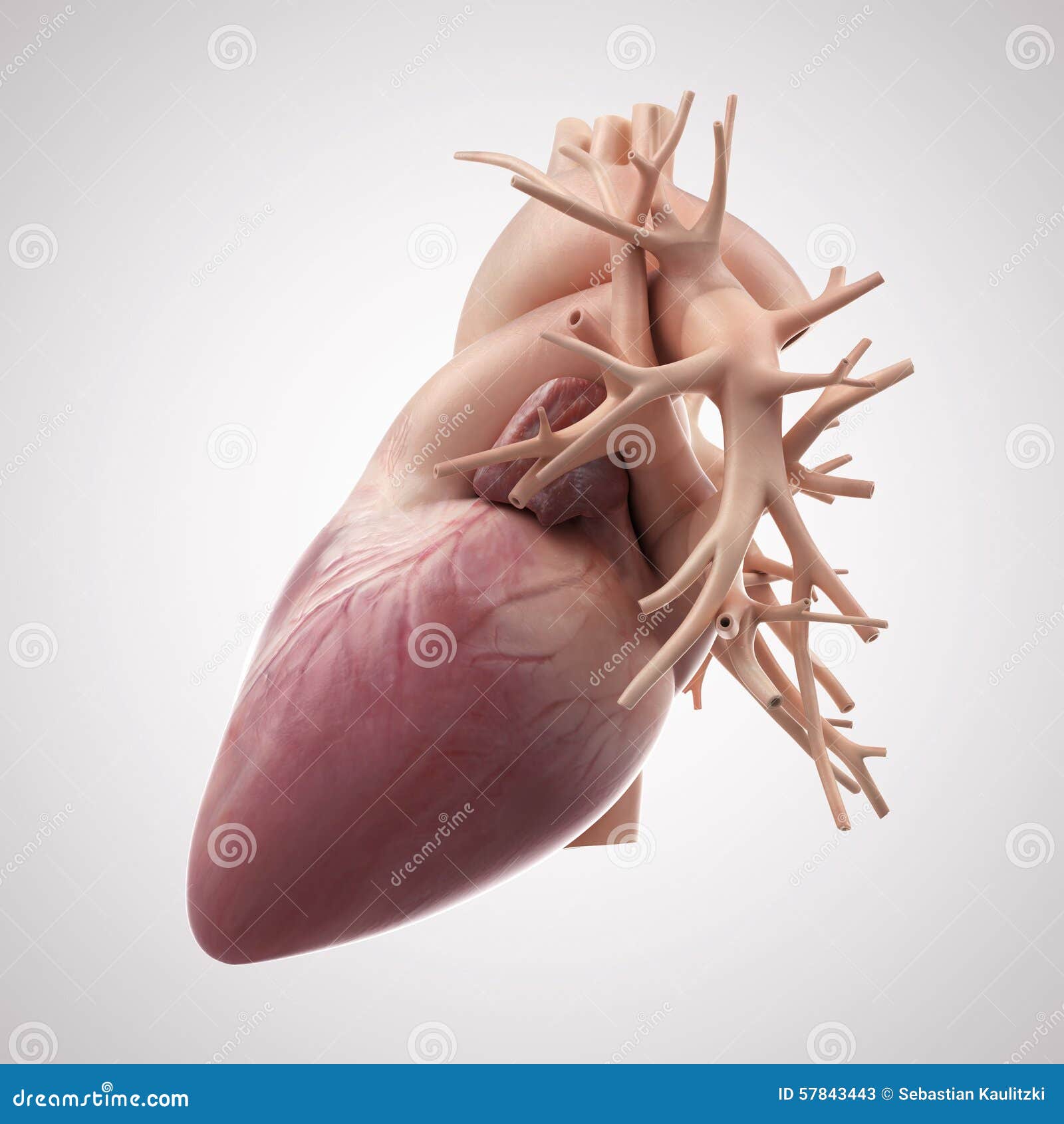 Het menselijke hart stock illustratie. Illustration of anatomisch ...