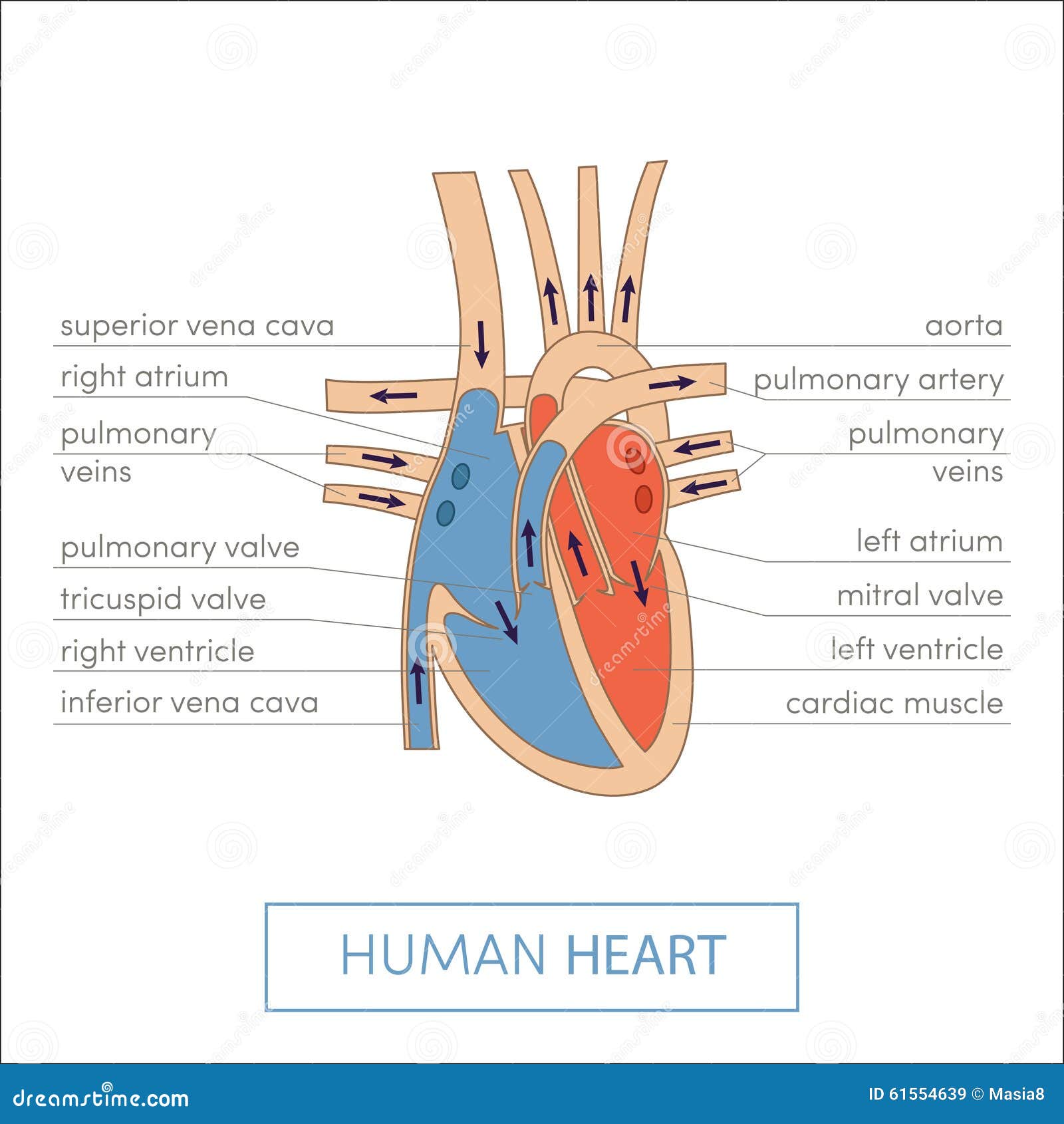 Het Menselijke Hart Stock Illustratie - Afbeelding: 61554639