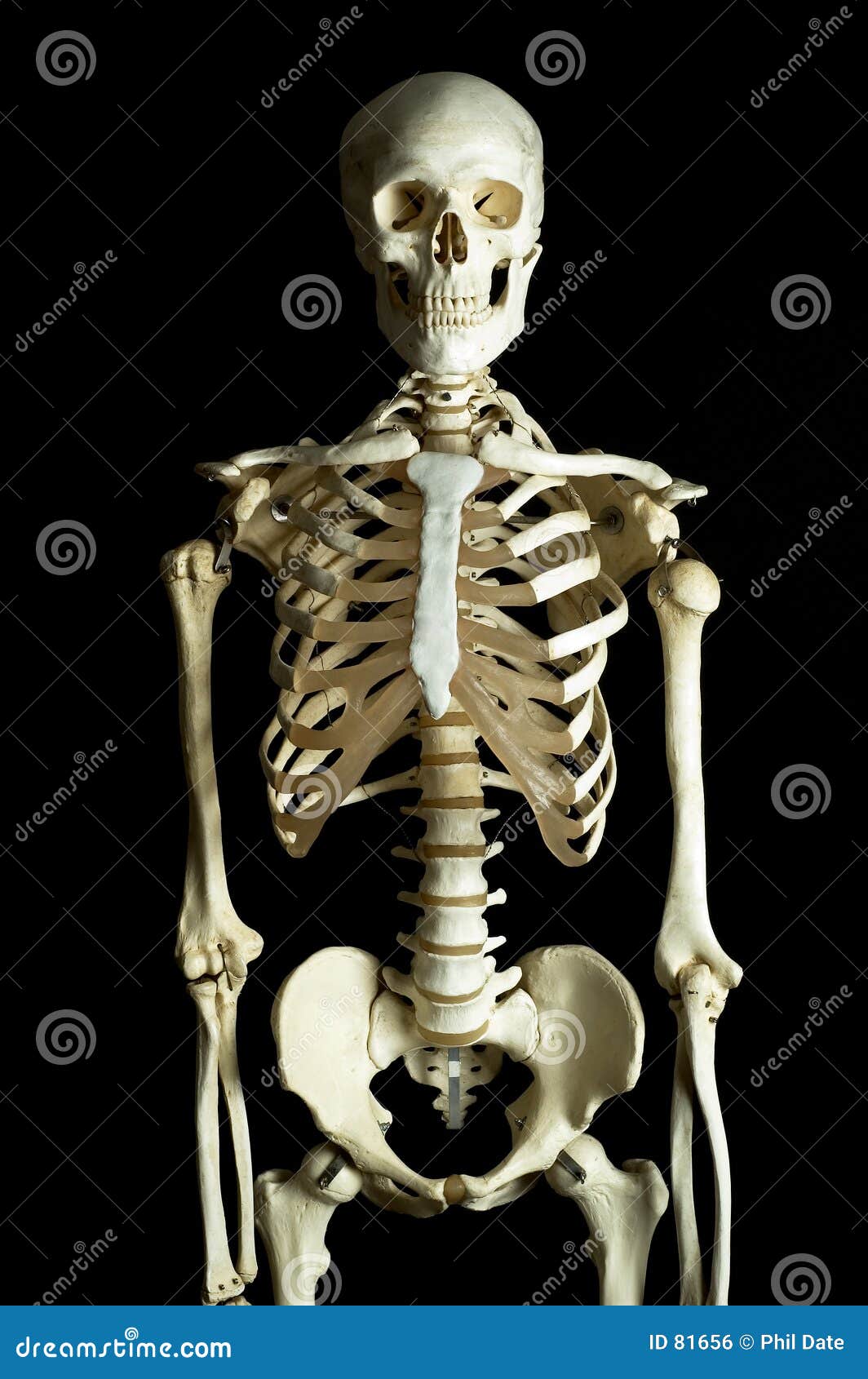 Het menselijke Skelet stock foto. Image of dood, geneeskunde - 81656