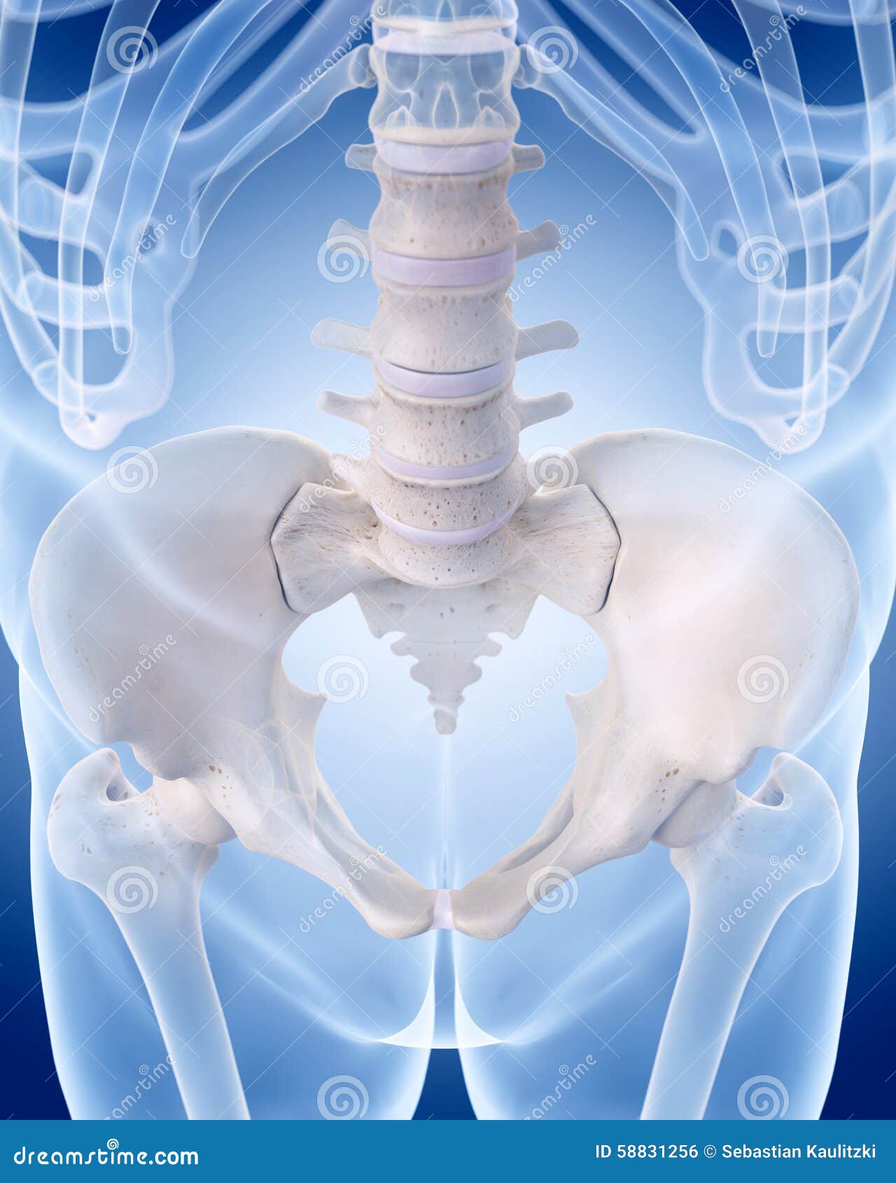 Het Menselijke Skelet - De Lumbale Stekel Stock Illustratie ...