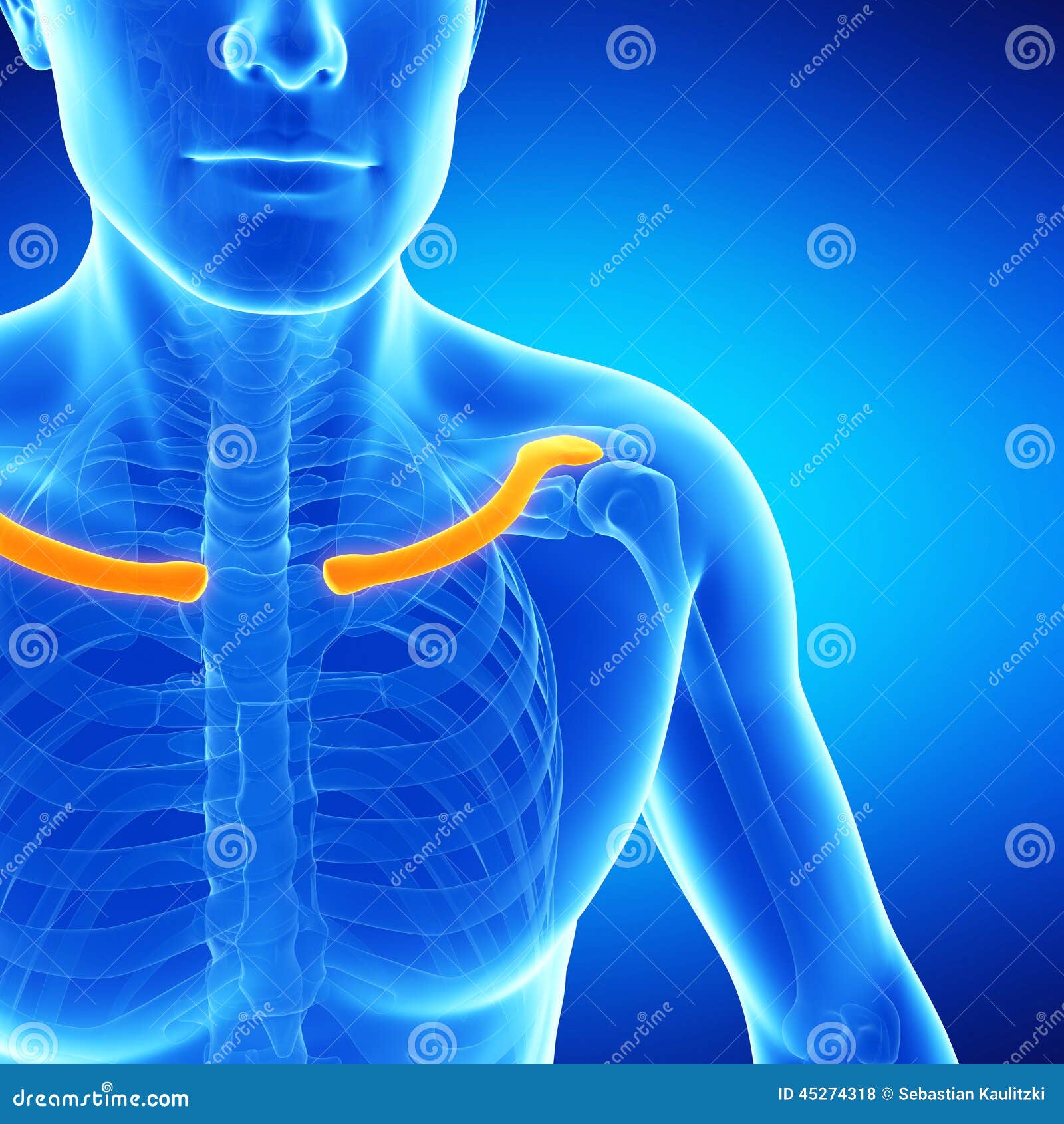 Het menselijke sleutelbeen stock illustratie. Illustration of gezond ...