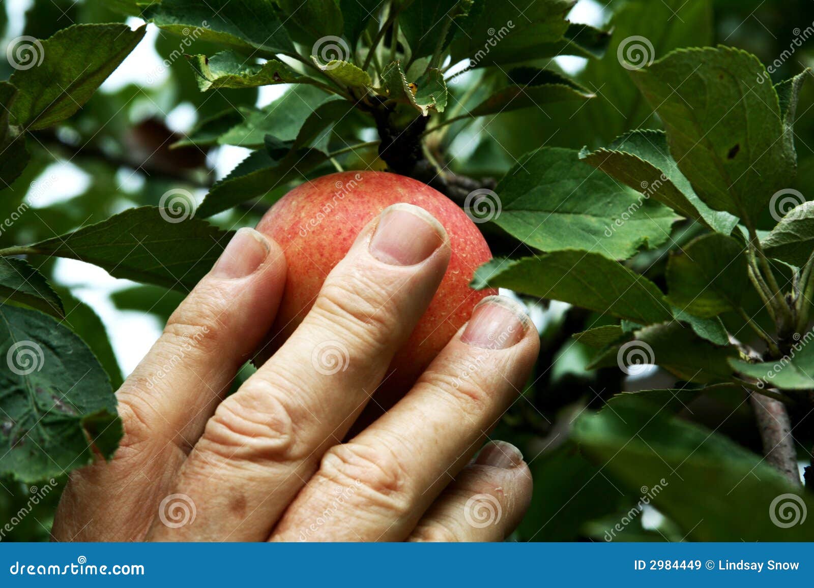 Het Met De Hand Plukken Van Een Appel Stock Afbeelding - Image of cider ...