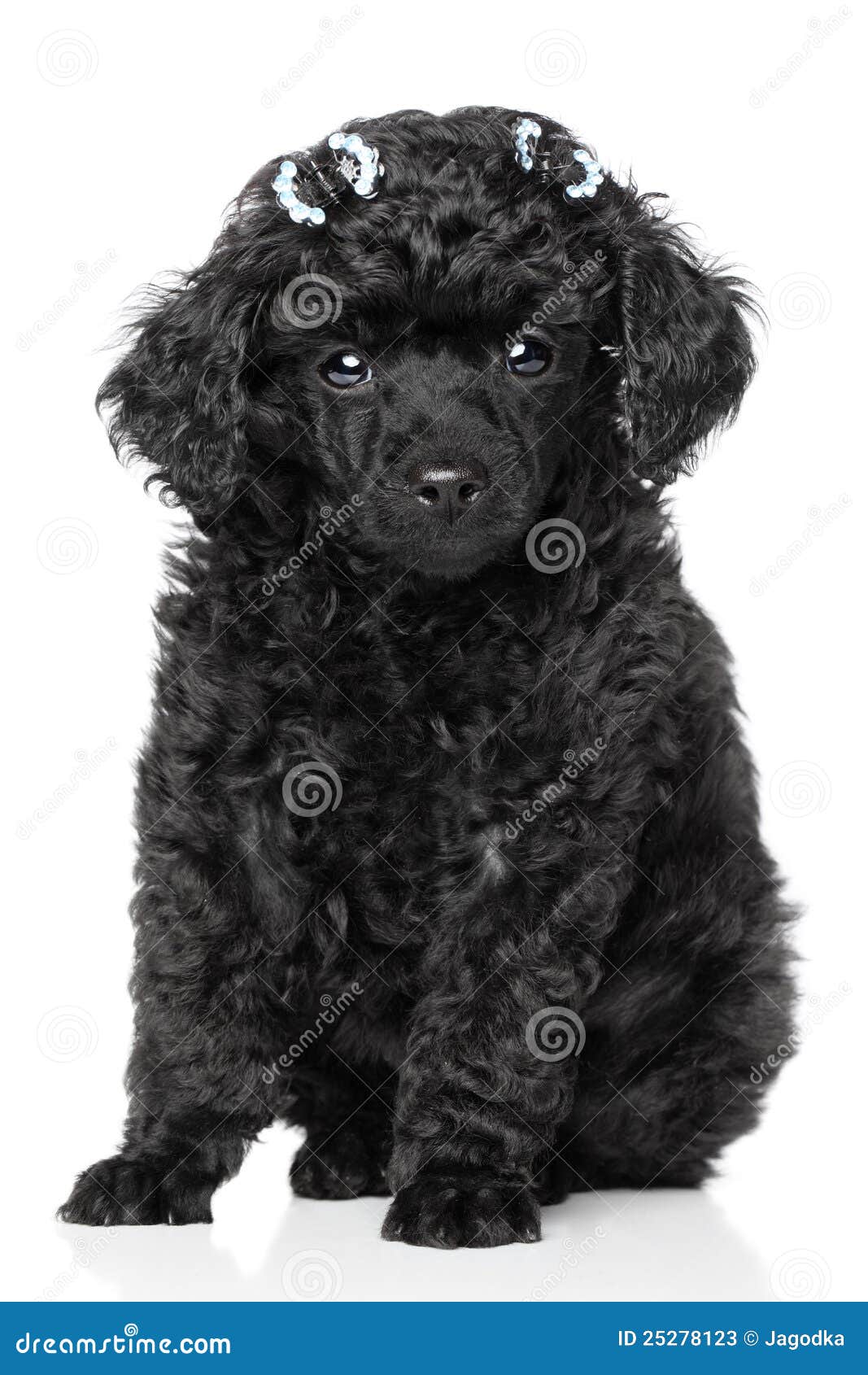 Het Miniatuur Puppy Van De Poedel Stock Afbeelding - Image of welp ...