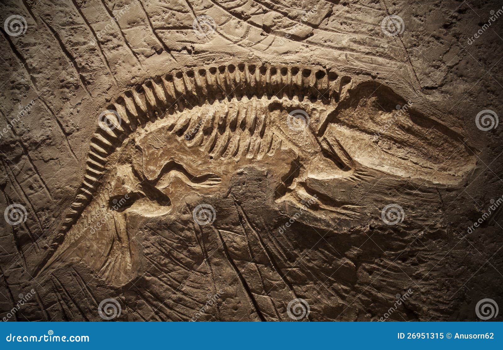 Het Model Fossiel Van De Dinosaurus Stock Afbeelding - Image of één ...