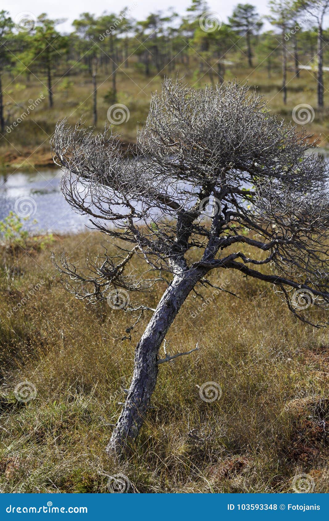 Het moeras stock foto. Image of gras, blauw, toneel - 103593348