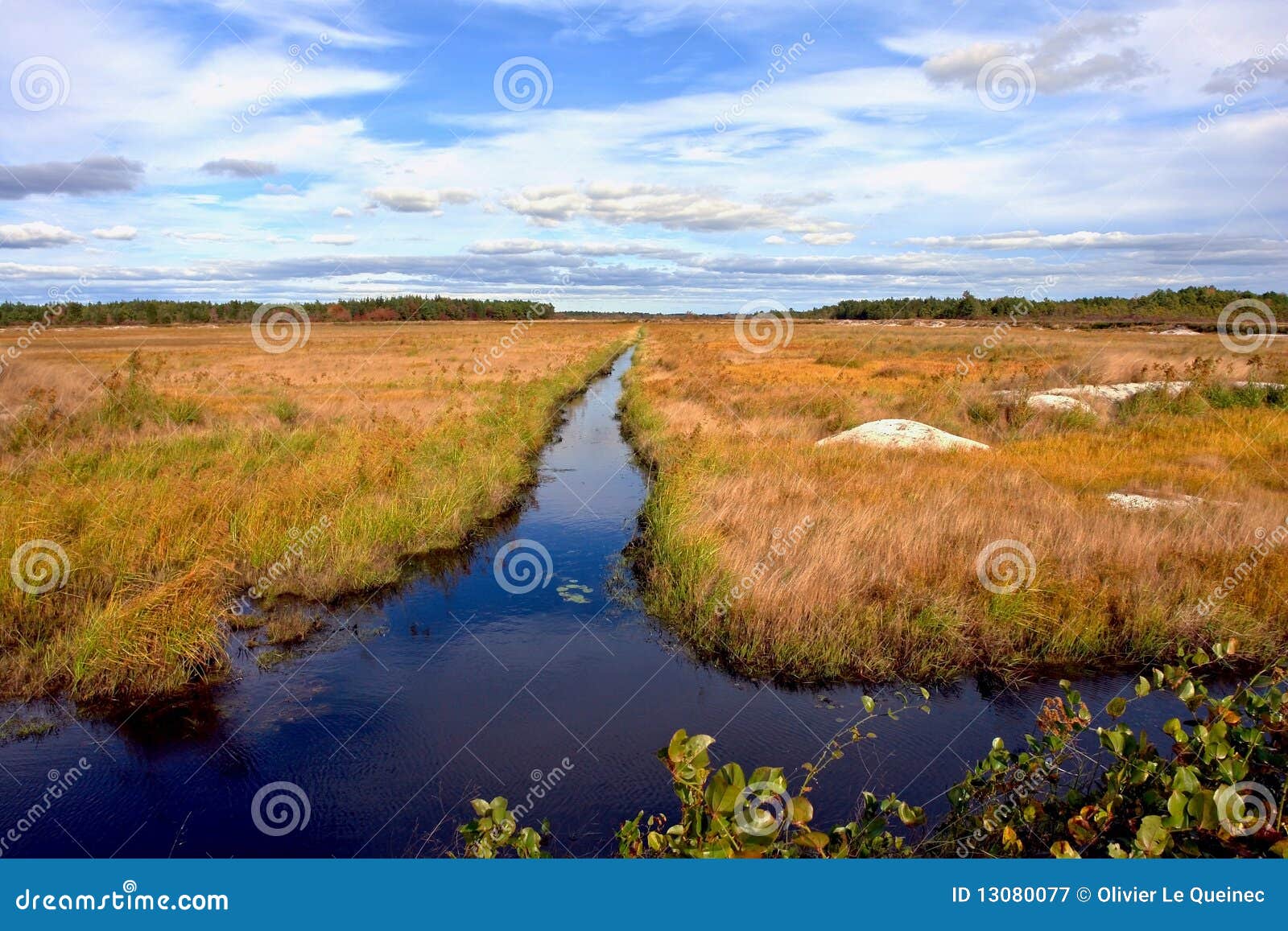 Het Moeras Van De Amerikaanse Veenbes in New Jersey Stock Afbeelding ...