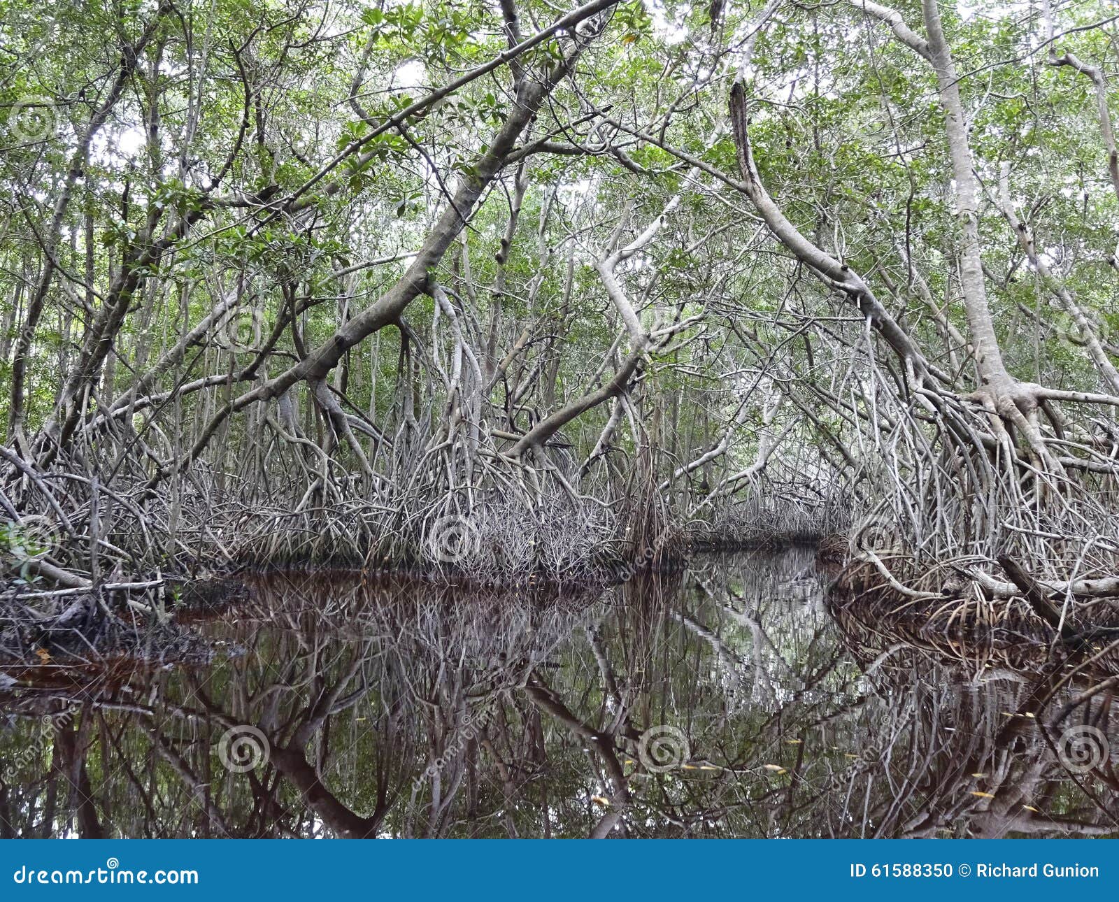 Het Moeras Van De Celestunmangrove Stock Foto - Image of water ...