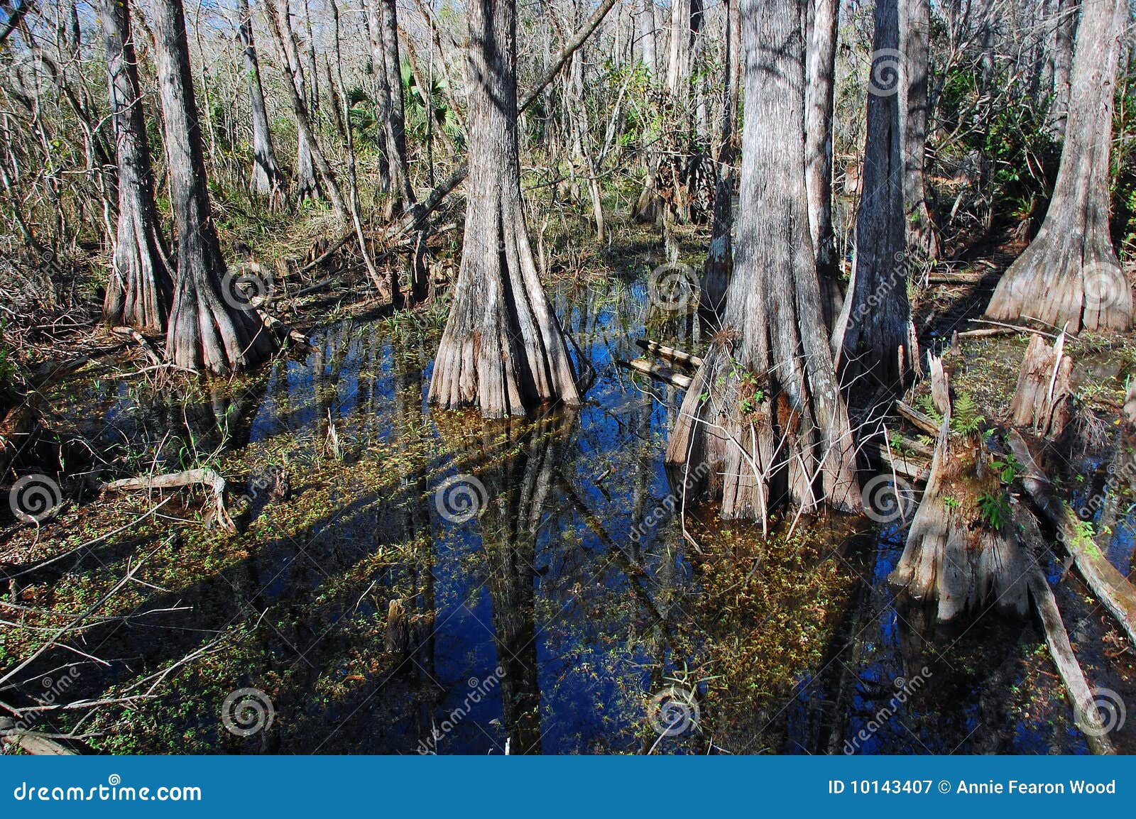 Het moeras van de cipres stock afbeelding. Image of kaal - 10143407