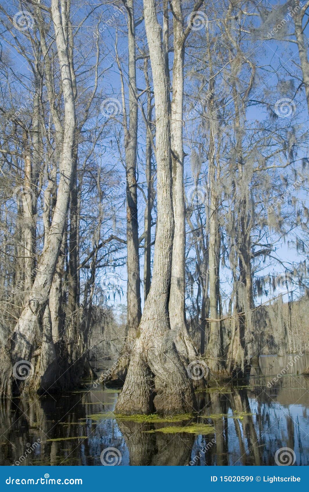 Het Moeras van de cipres stock afbeelding. Image of louisiane - 15020599