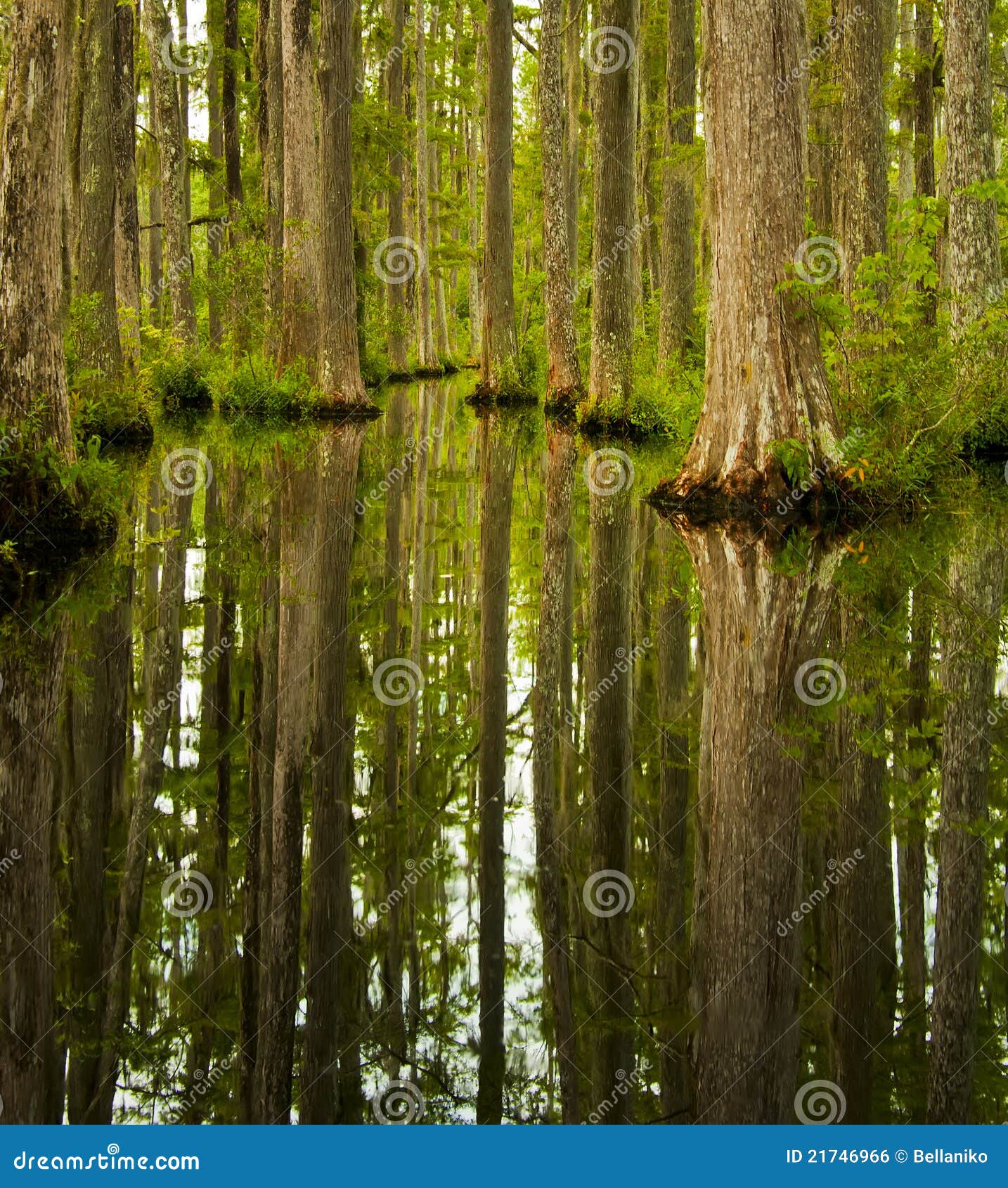 Het Moeras van de cipres stock foto. Image of cipres - 21746966