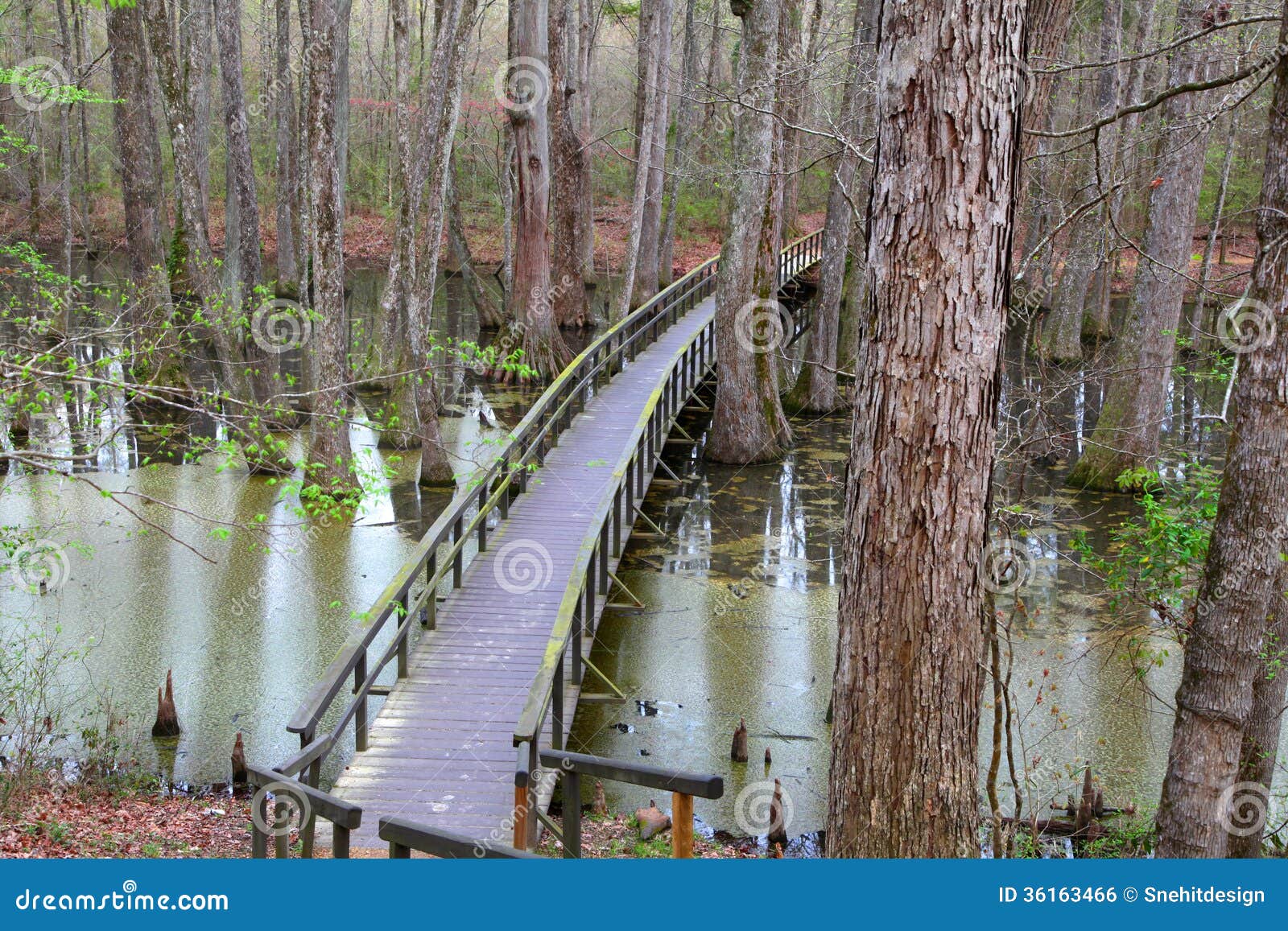 Het Moeras Van De Cipresboom Stock Foto - Image of hangen, moerasland ...