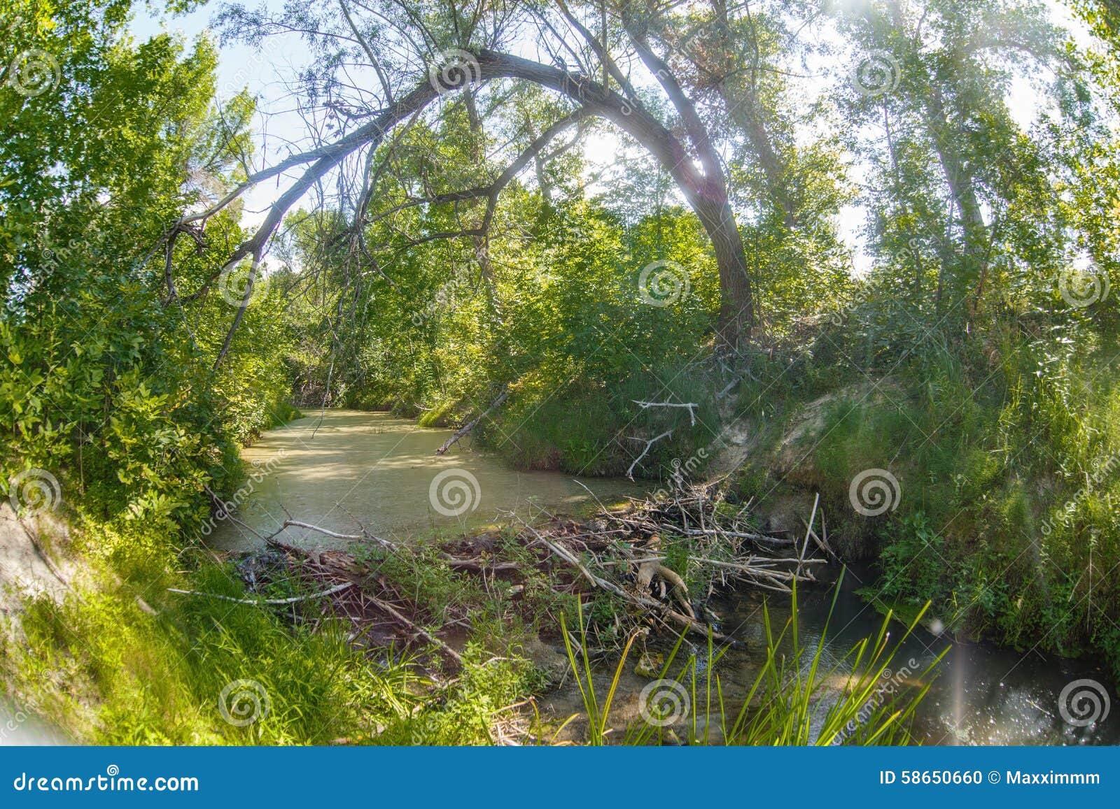 Het Moeras Van De Het Landschapsrivier Van De Beverdam in Het Bos Stock ...