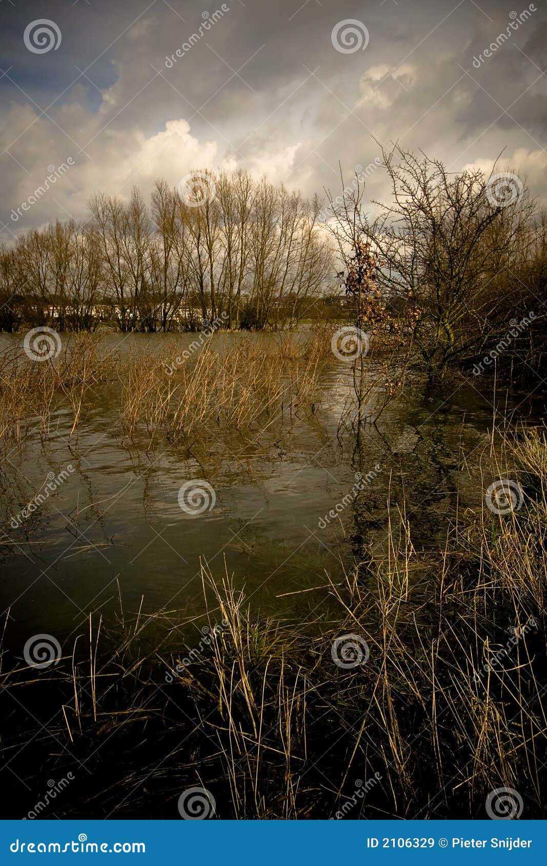 Het Moeras Van De Rivier Van Rijn Stock Afbeelding - Image of moeras ...