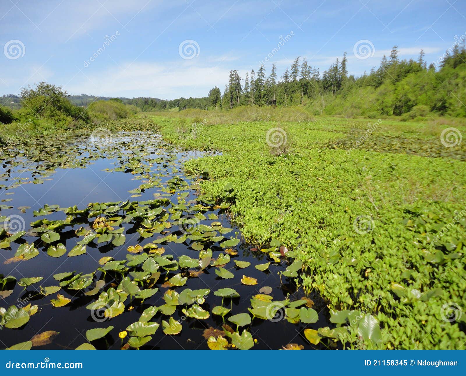 Het Moeras Van De Waterlelie Stock Afbeelding - Afbeelding bestaande ...