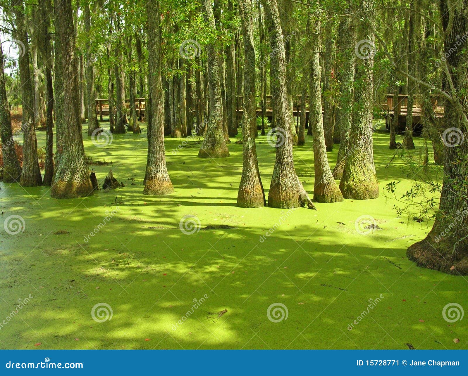 Het Moeras Van Het Eendekroos Stock Afbeelding - Image of buiten ...
