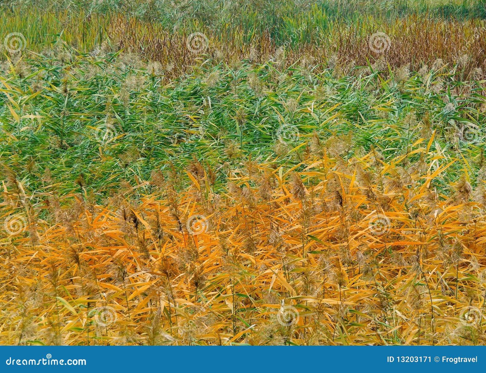 Het moeras van het riet stock afbeelding. Image of installatie - 13203171