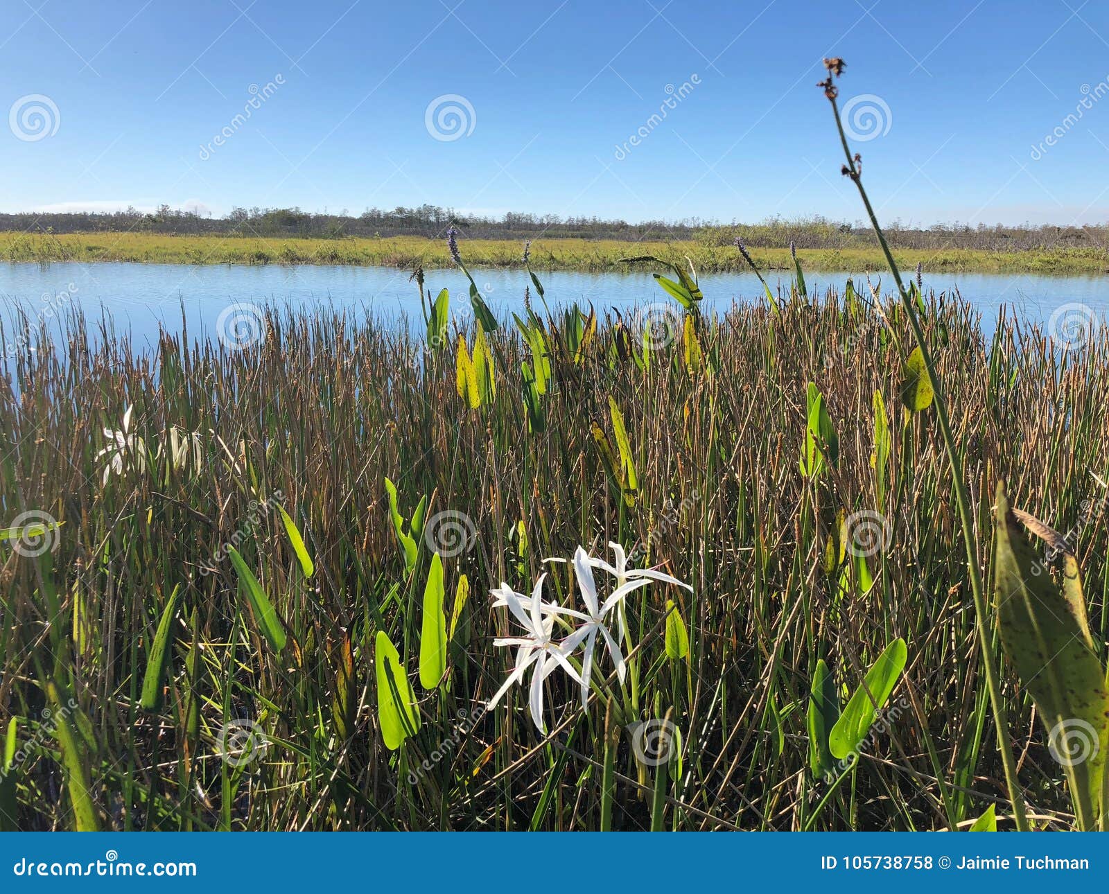 Het Moeras van Louisiane stock foto. Image of blauw - 105738758