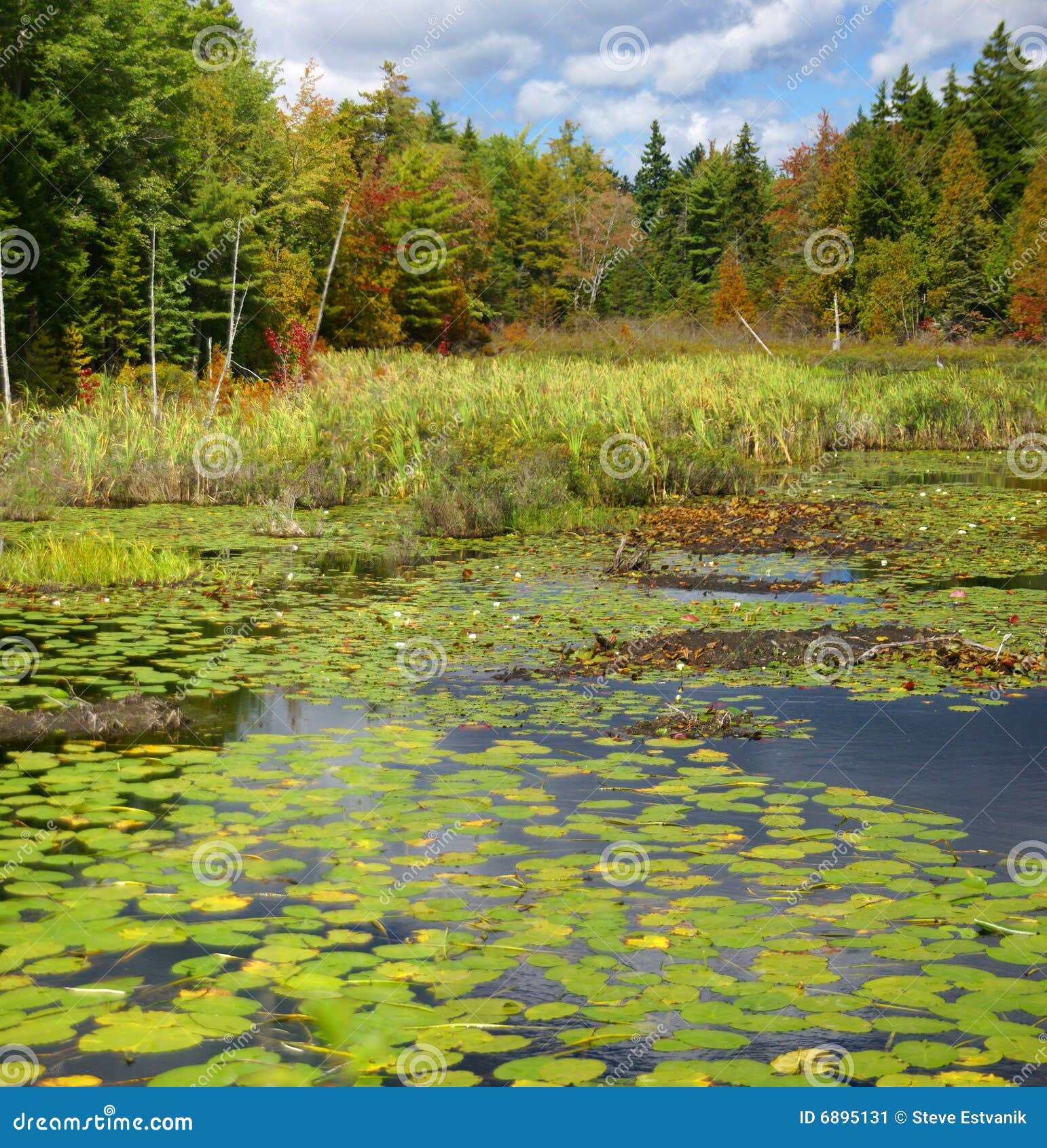 Het Moeras Van New England & Lelievijver Stock Afbeelding - Image of ...