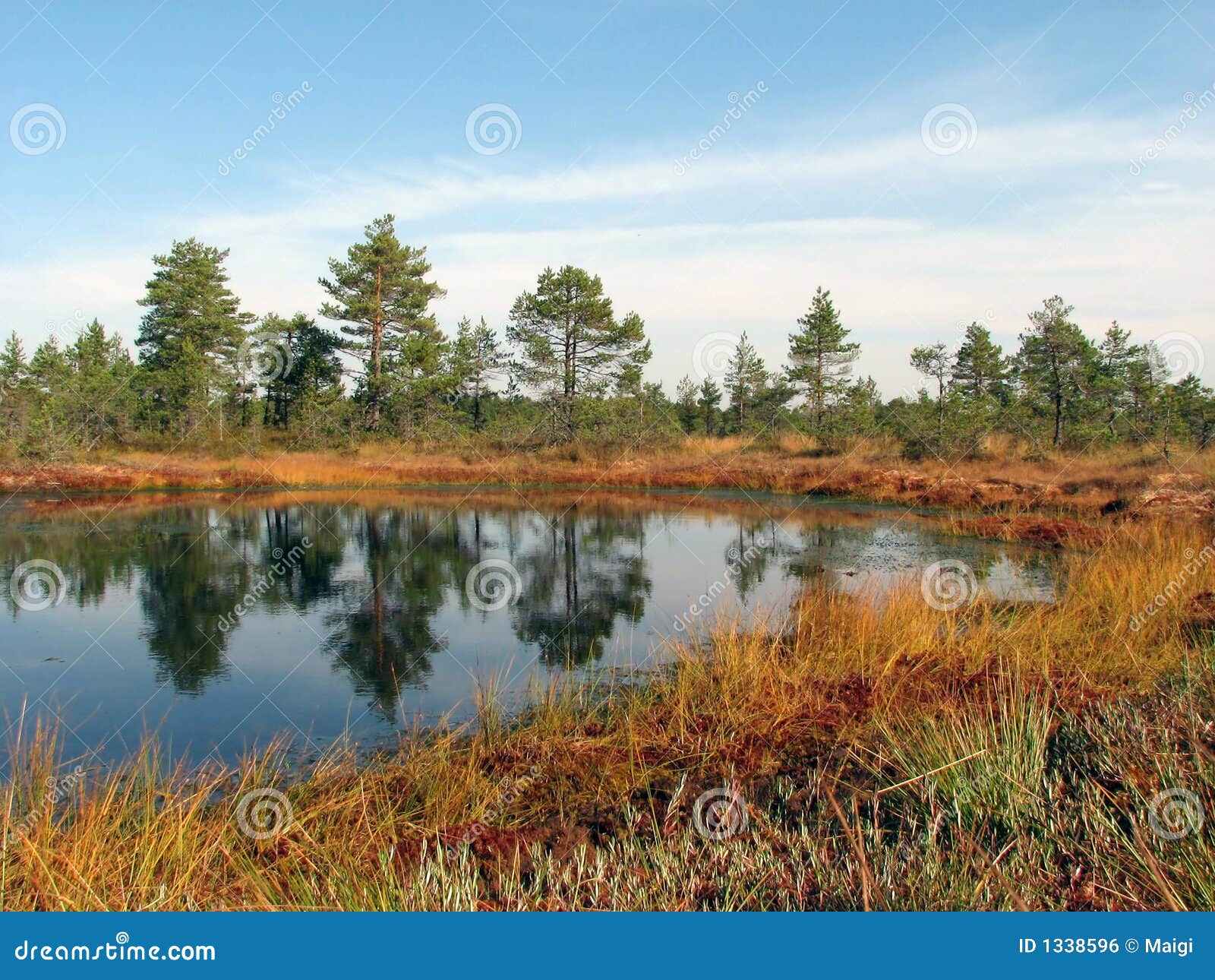 Het Moeras van Viru stock foto. Image of landelijk, nave - 1338596