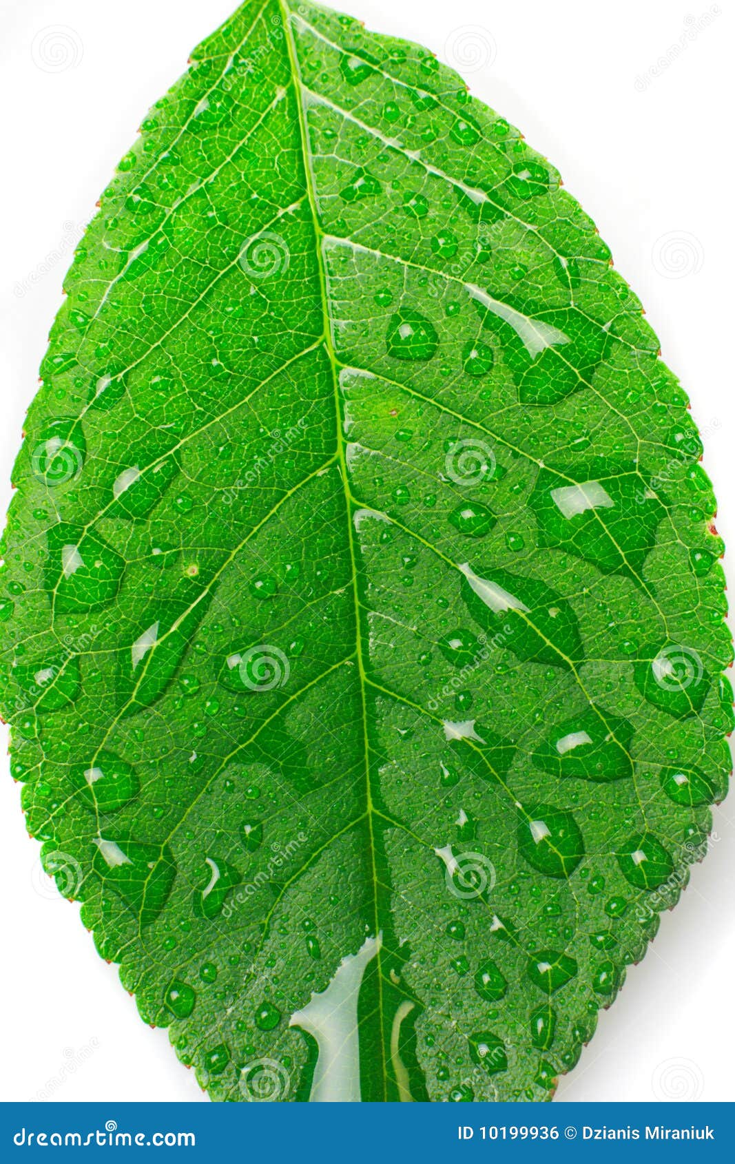 Het Mooie Blad Van De Close-up Stock Foto - Image of macro, illustratie ...