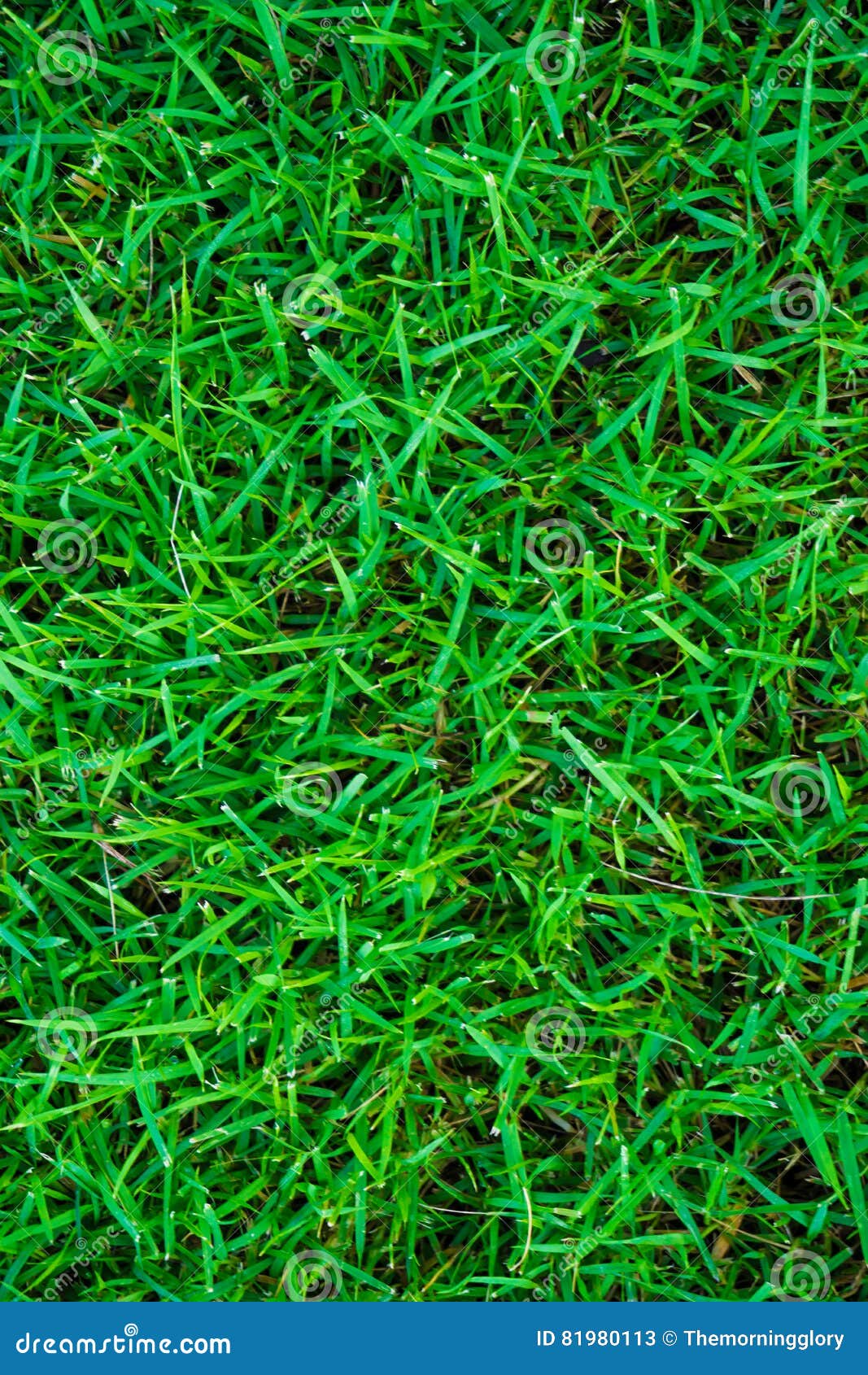 Het Mooie Groene Gras Voelt Verse Textuur Stock Afbeelding - Image of ...