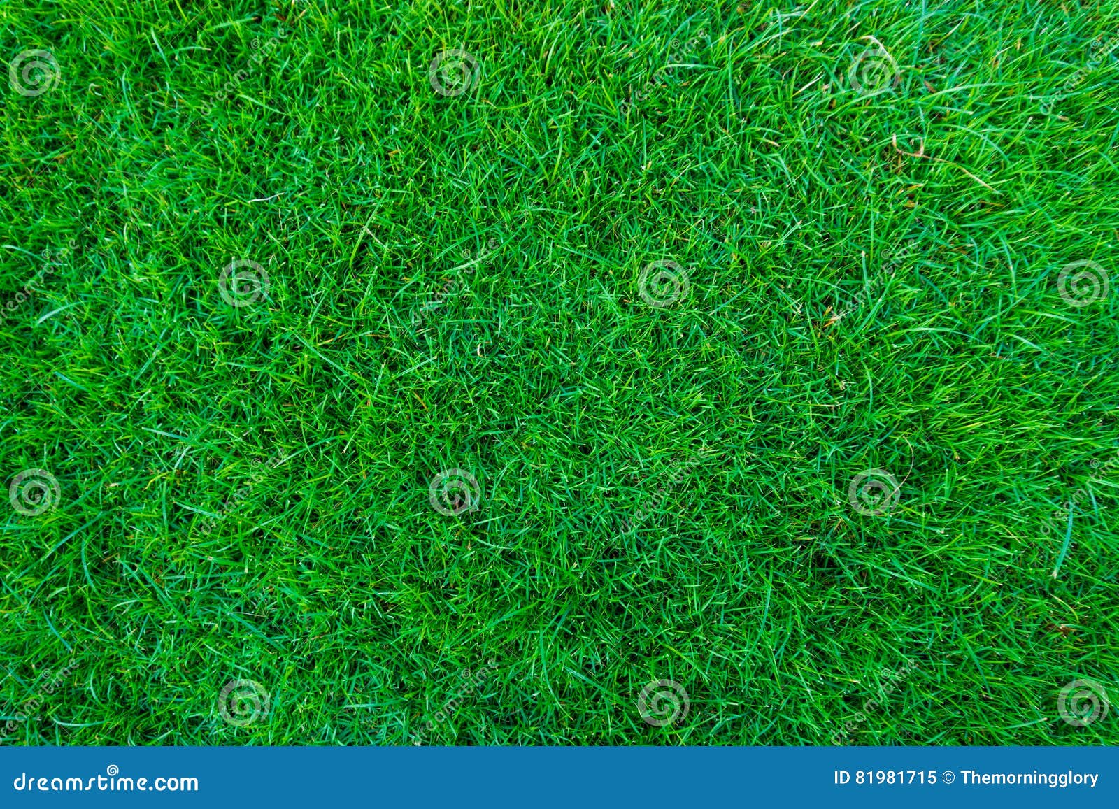 Het Mooie Groene Gras Voelt Verse Textuur Stock Afbeelding - Image of ...