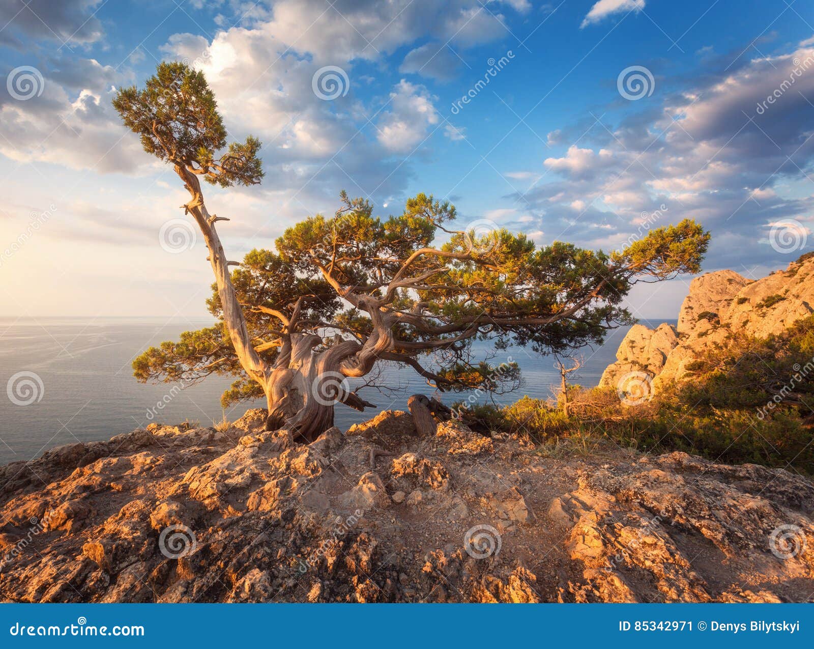 Het Mooie Oude Boom Voortkomen Uit De Rots Stock Afbeelding - Image of ...