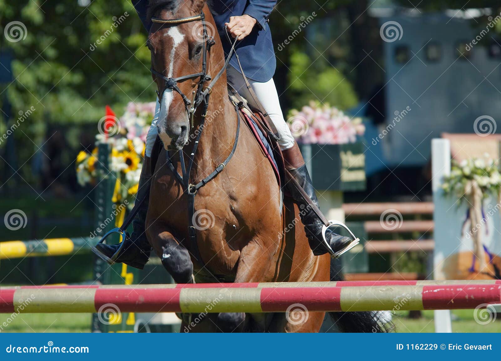 Het mooie paard springen stock afbeelding. Image of sprong - 1162229