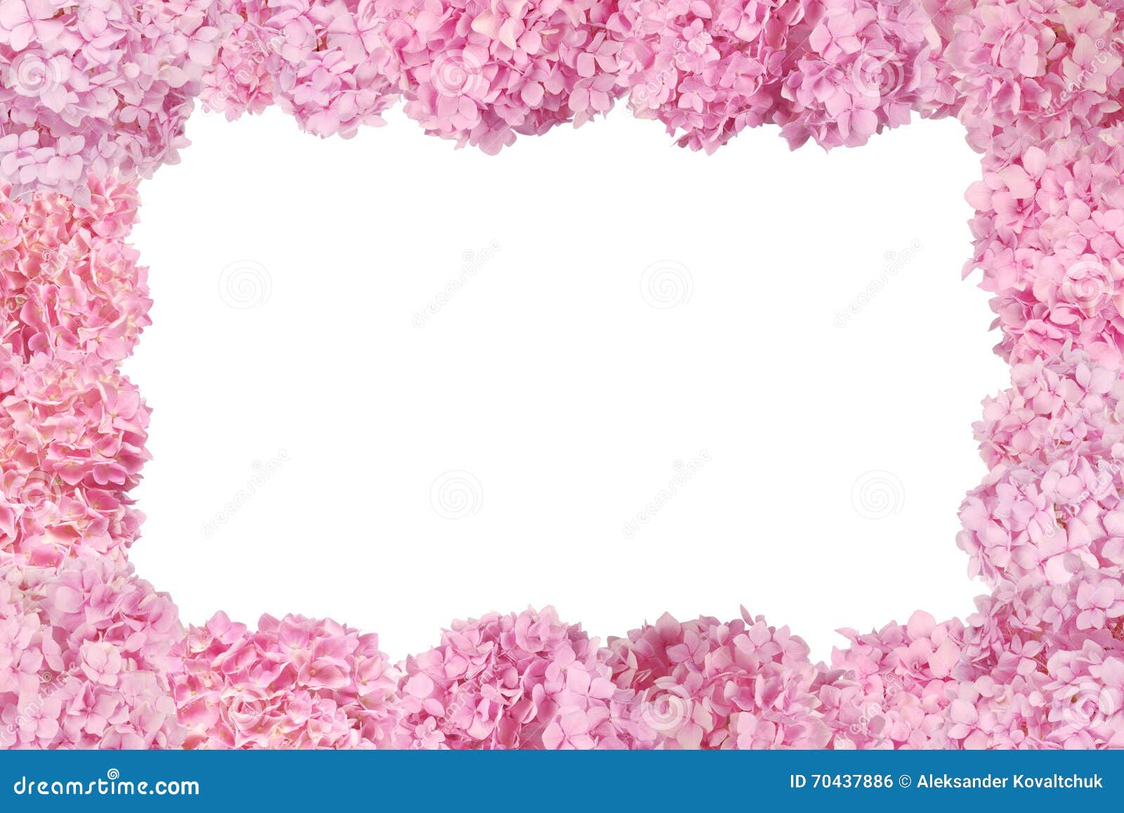 Het Mooie Roze Kader Van De Hydrangea Hortensia'sbloem Stock Foto ...
