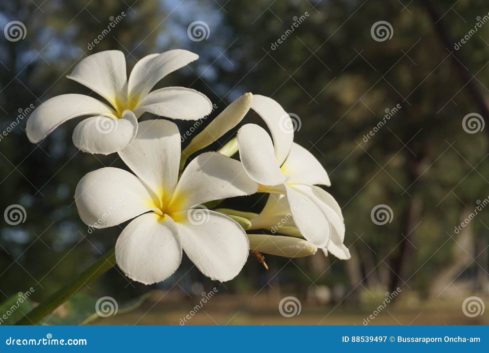 Het Mooie Witte Bloem Bloeien Stock Afbeelding - Image of bloemblaadje ...