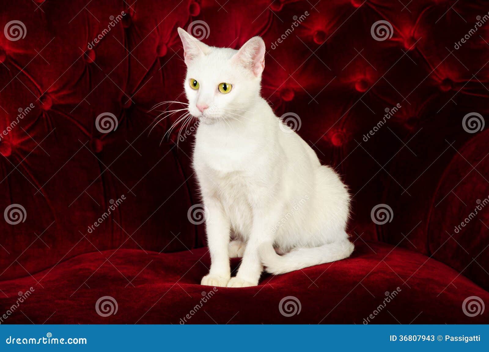 Het Mooie Witte Cat Kitten-stellen Op Rode Fluweellaag Stock Afbeelding ...