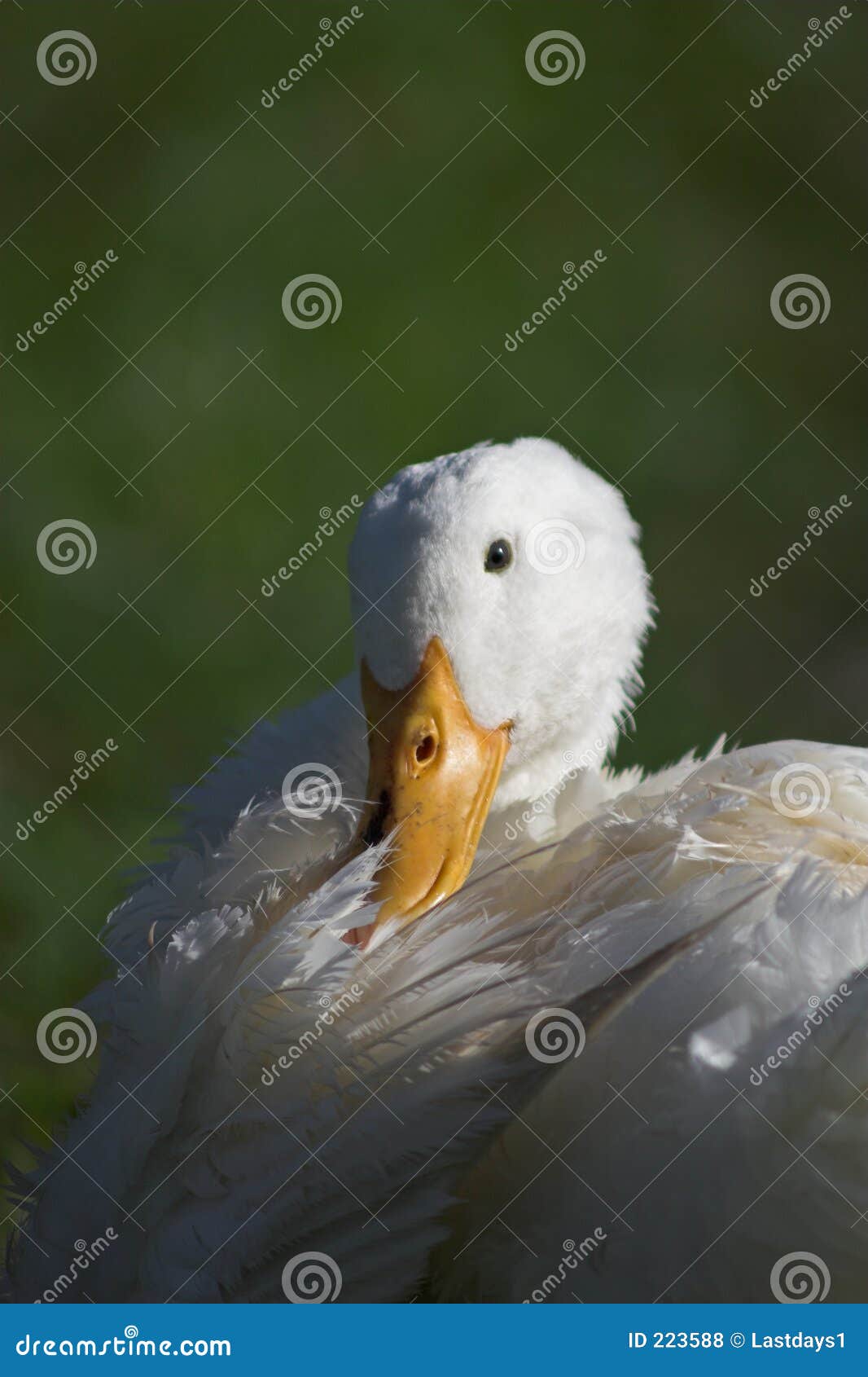Het Mooie Witte Gans Letten Op Stock Foto - Image of hoofd, gans: 223588