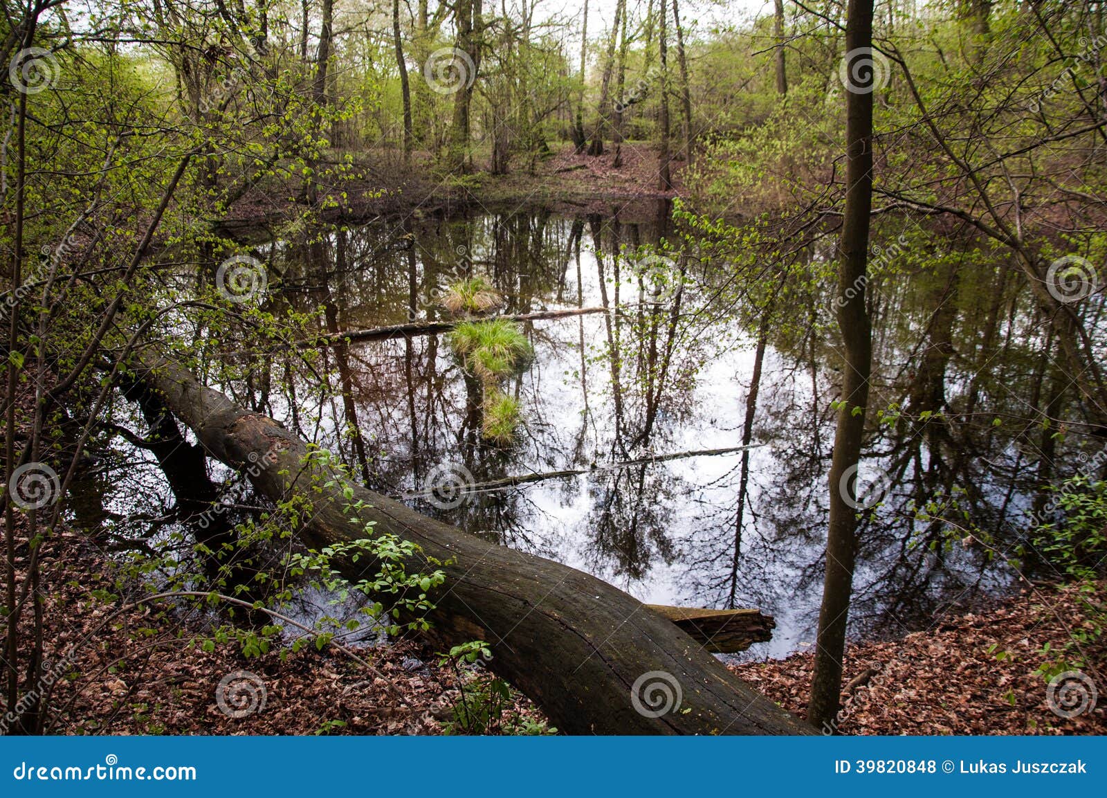 Het Morasko-meteorietnatuurreservaat Stock Foto - Image of reserveren ...
