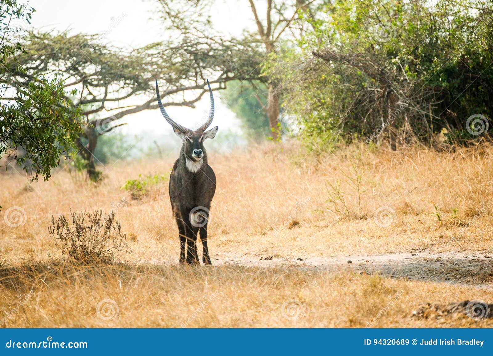 Het Nationale Park Oeganda Van Waterbok Stock Illustratie ...